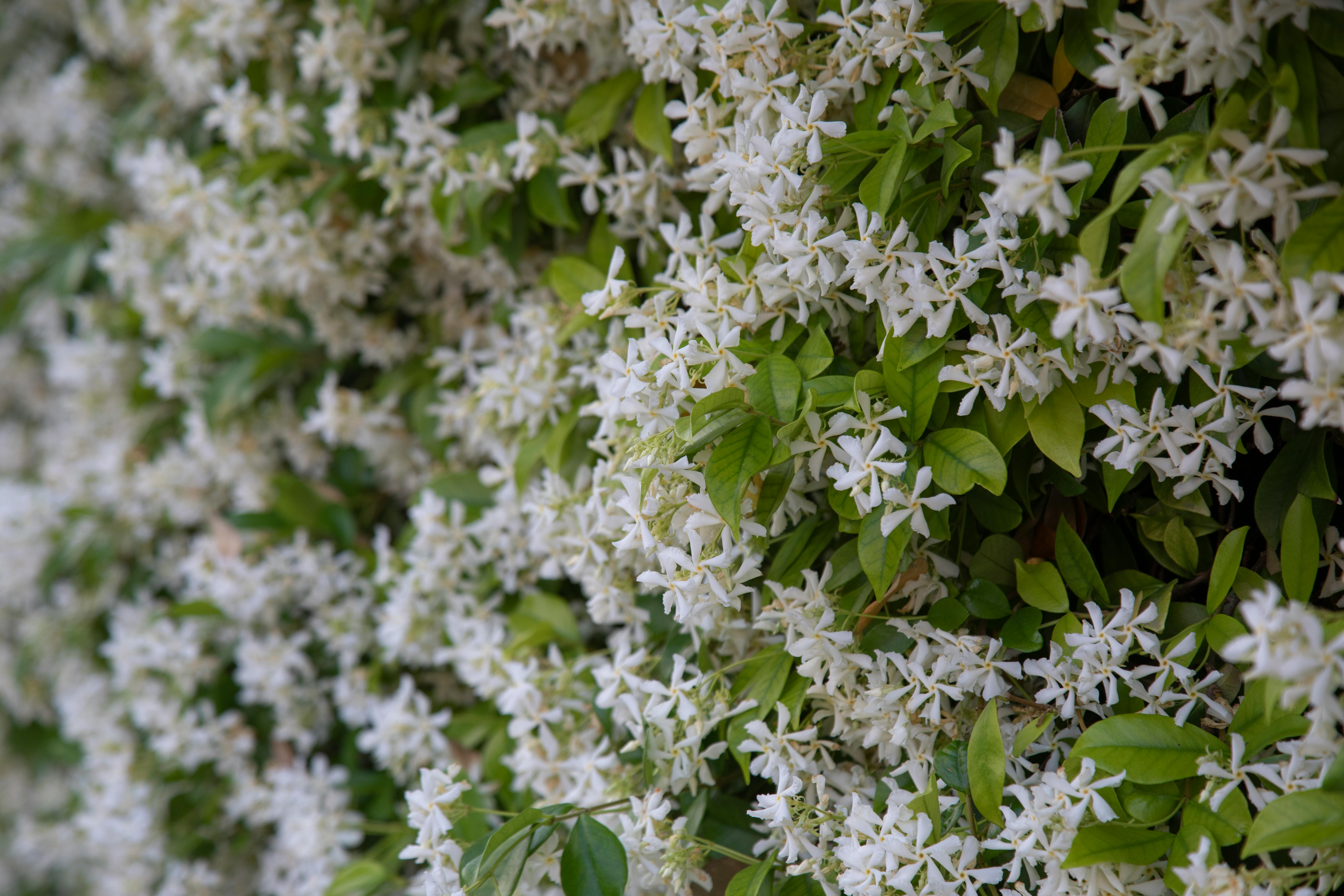 Can You Propagate Star Jasmine? A Simple Step-by-Step Guide