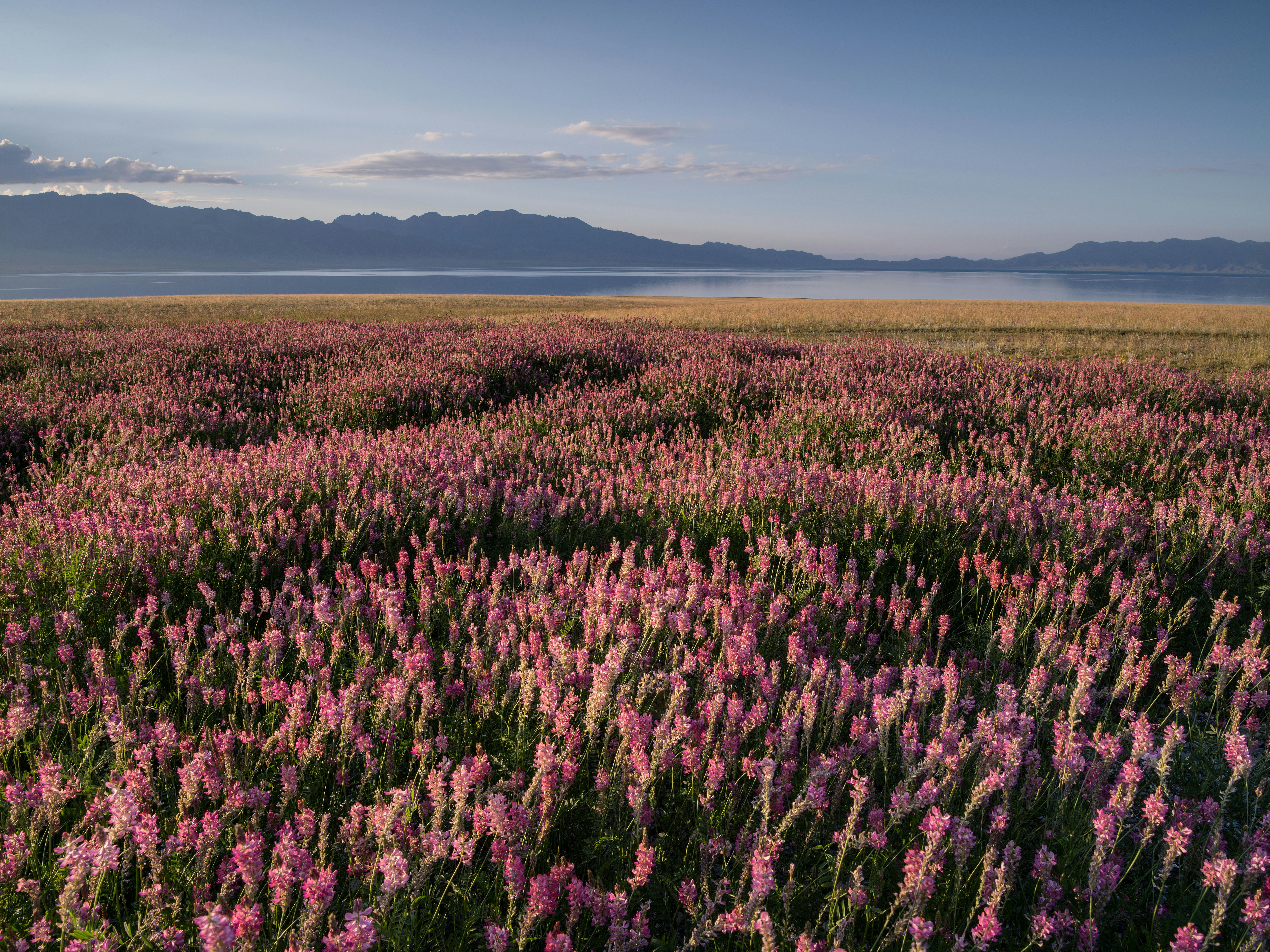 Field with blooming flowers behind lake and mountains under sky · Free ...