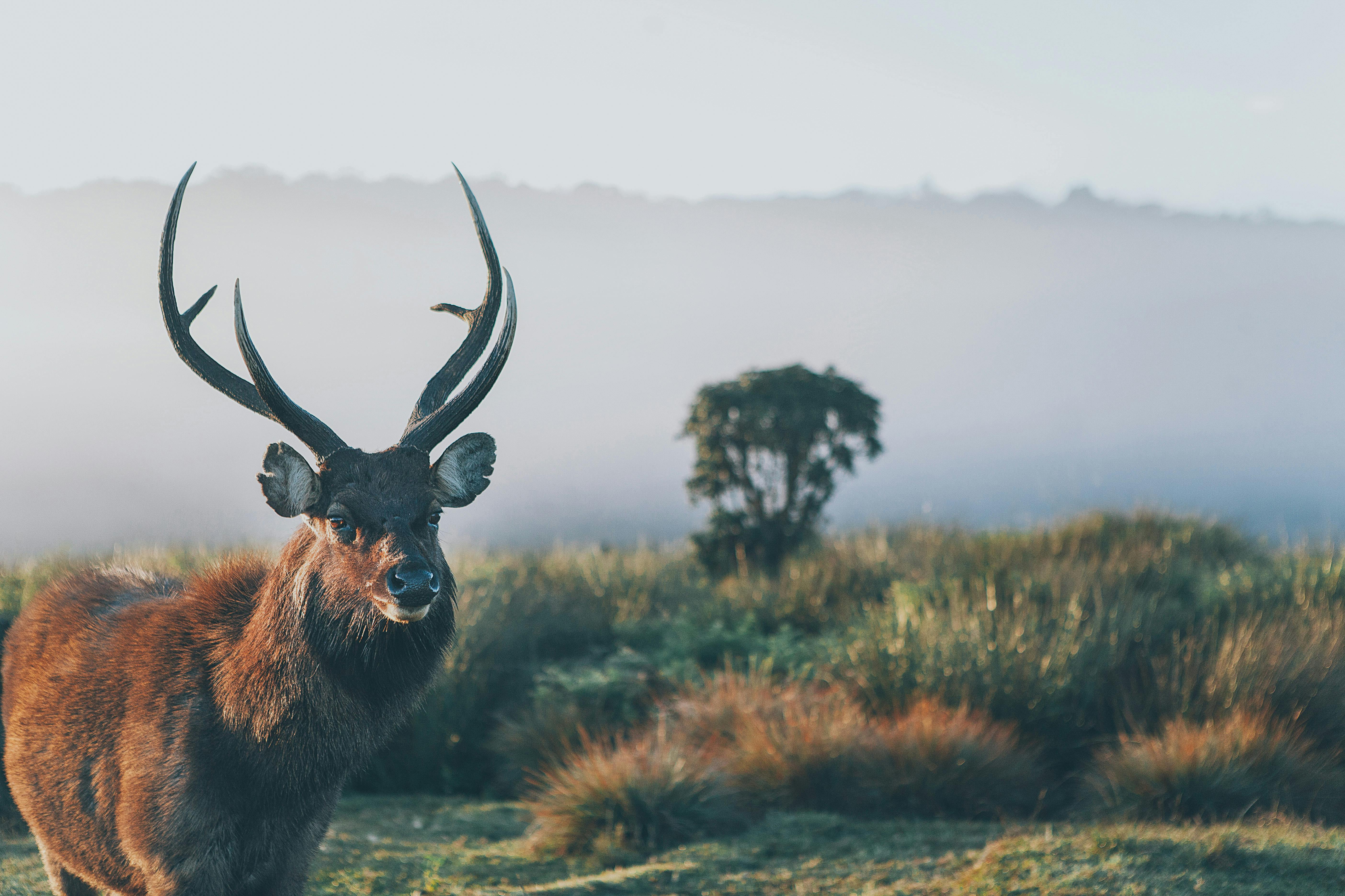 Close-Up Photo Of Sri Lankan Sambar Deer · Free Stock Photo