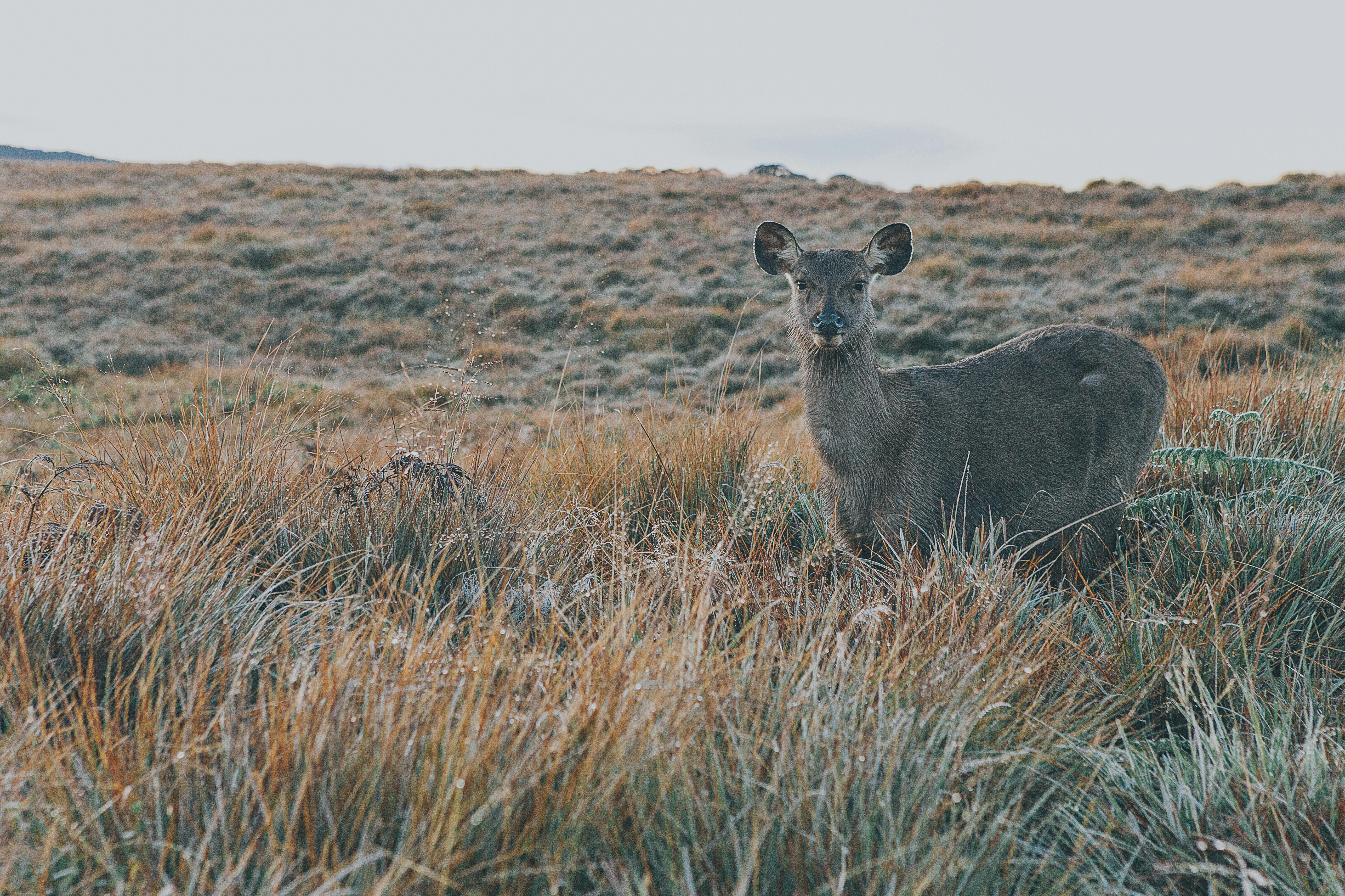 Deer On Grasses · Free Stock Photo