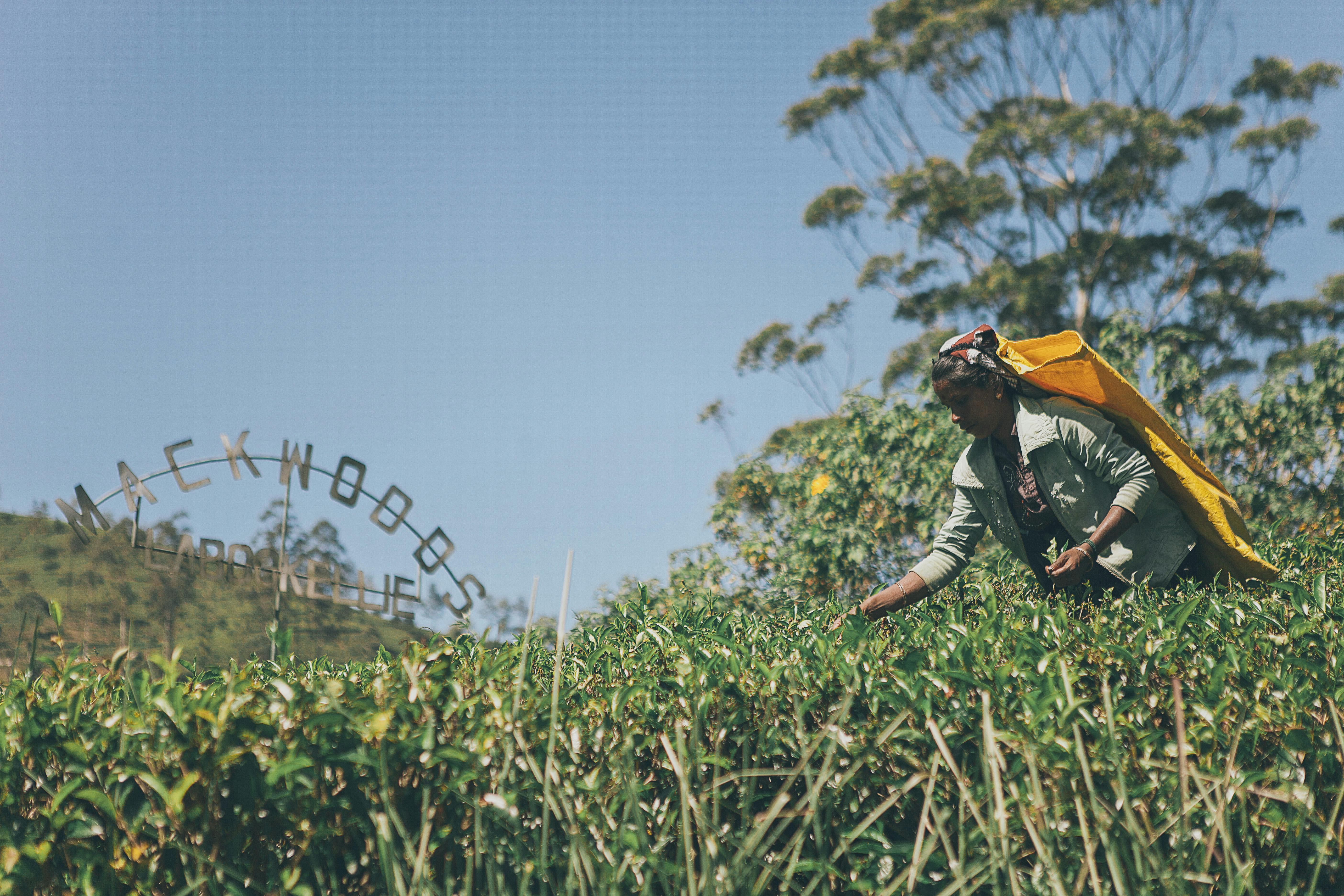 A Woman Harvesting Crops · Free Stock Photo