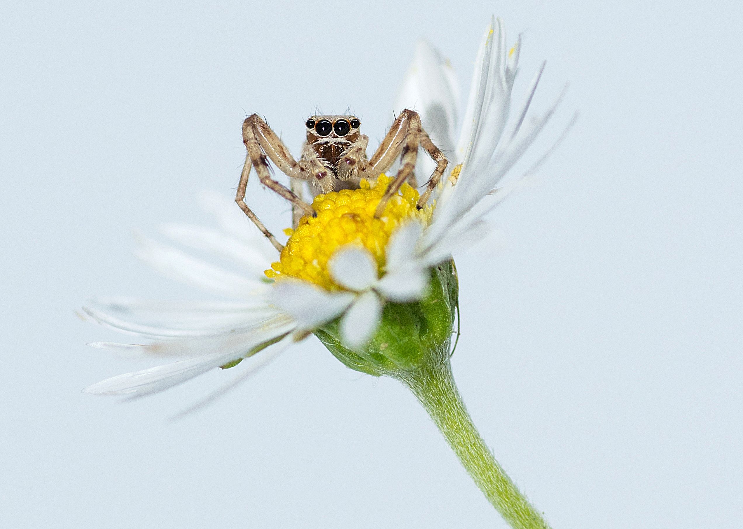 Spiderlings Photos, Download The BEST Free Spiderlings Stock Photos ...