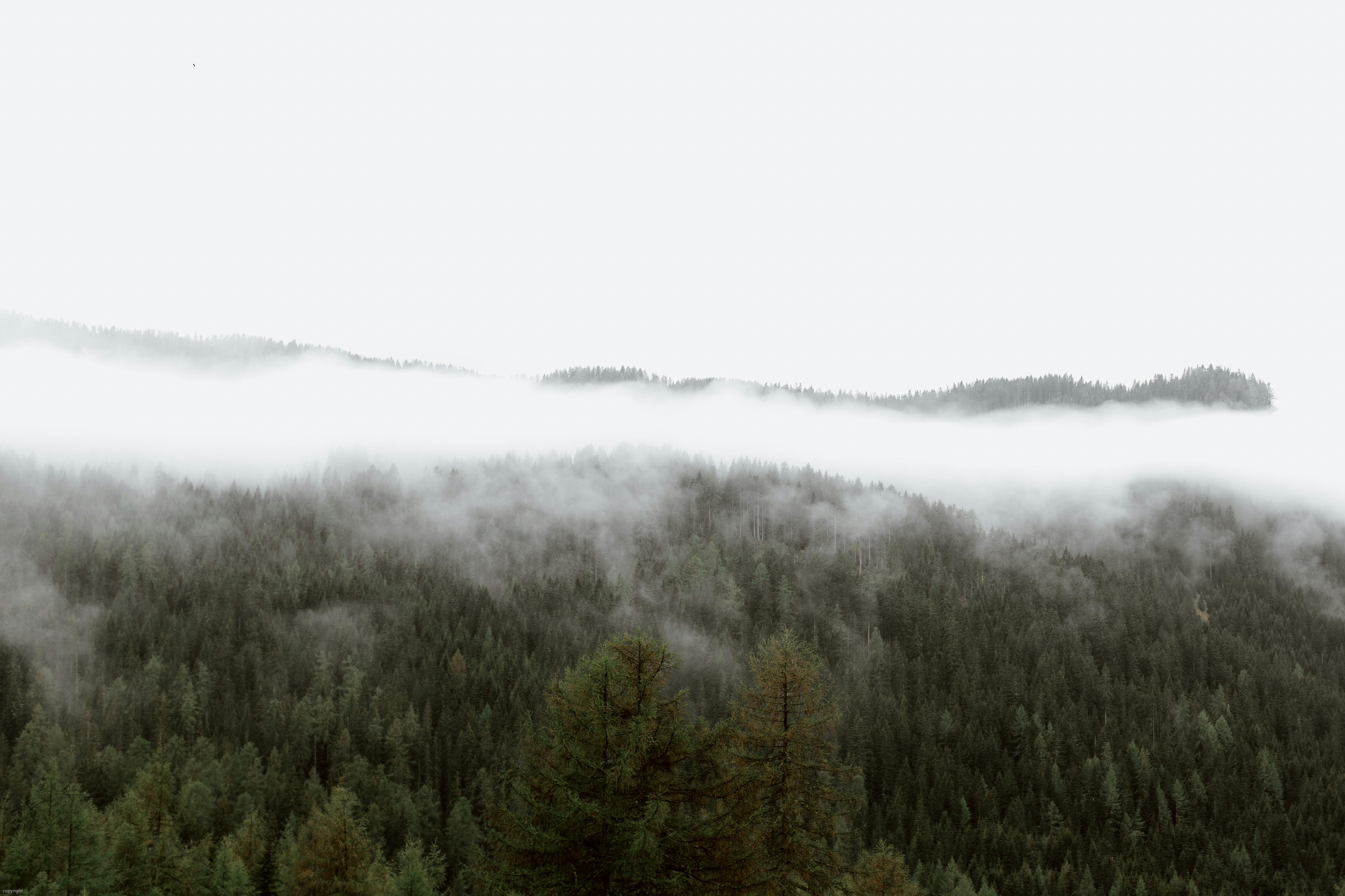 Mist above trees in mountain forest · Free Stock Photo