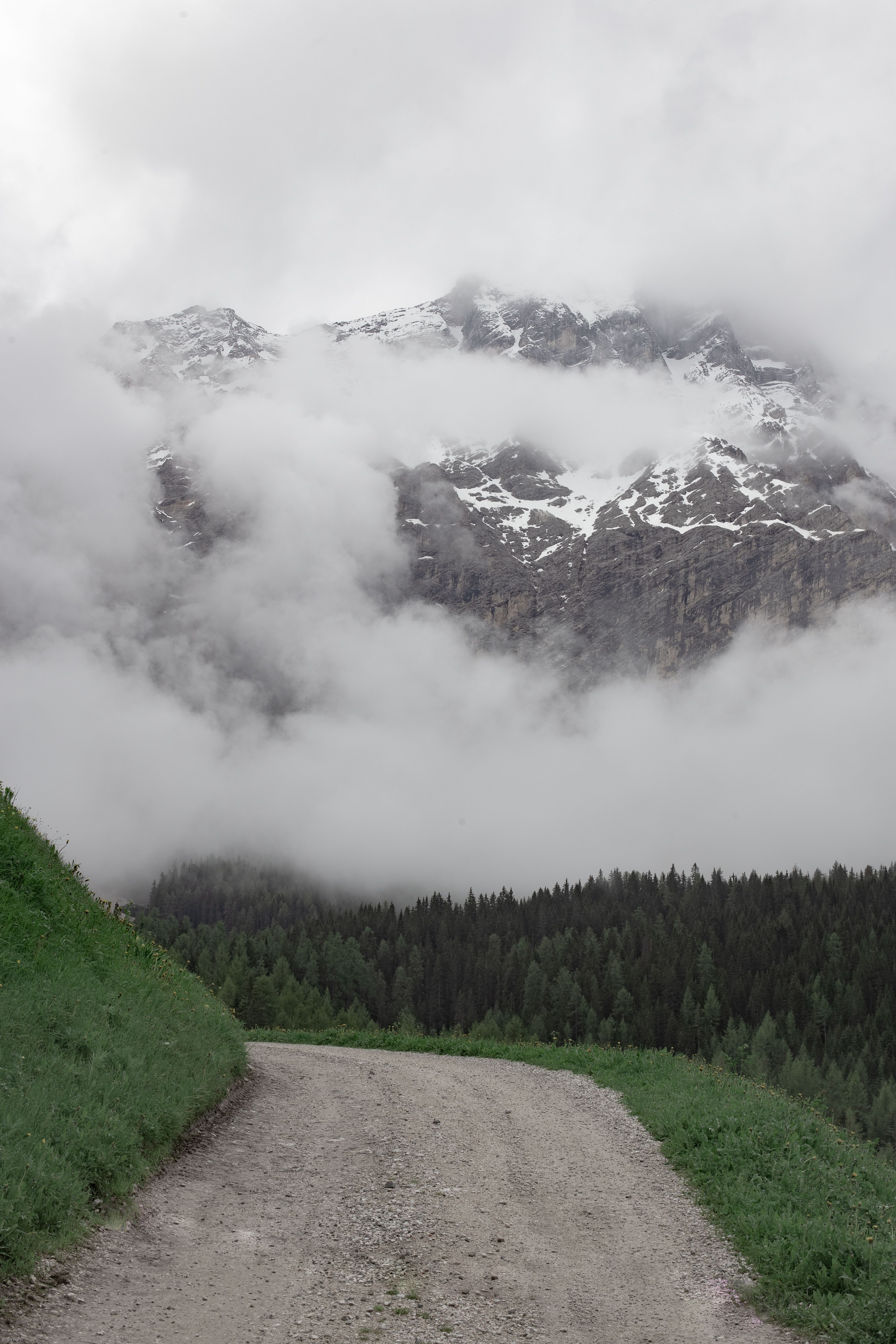 Narrow pathway through coniferous trees in forest · Free Stock Photo