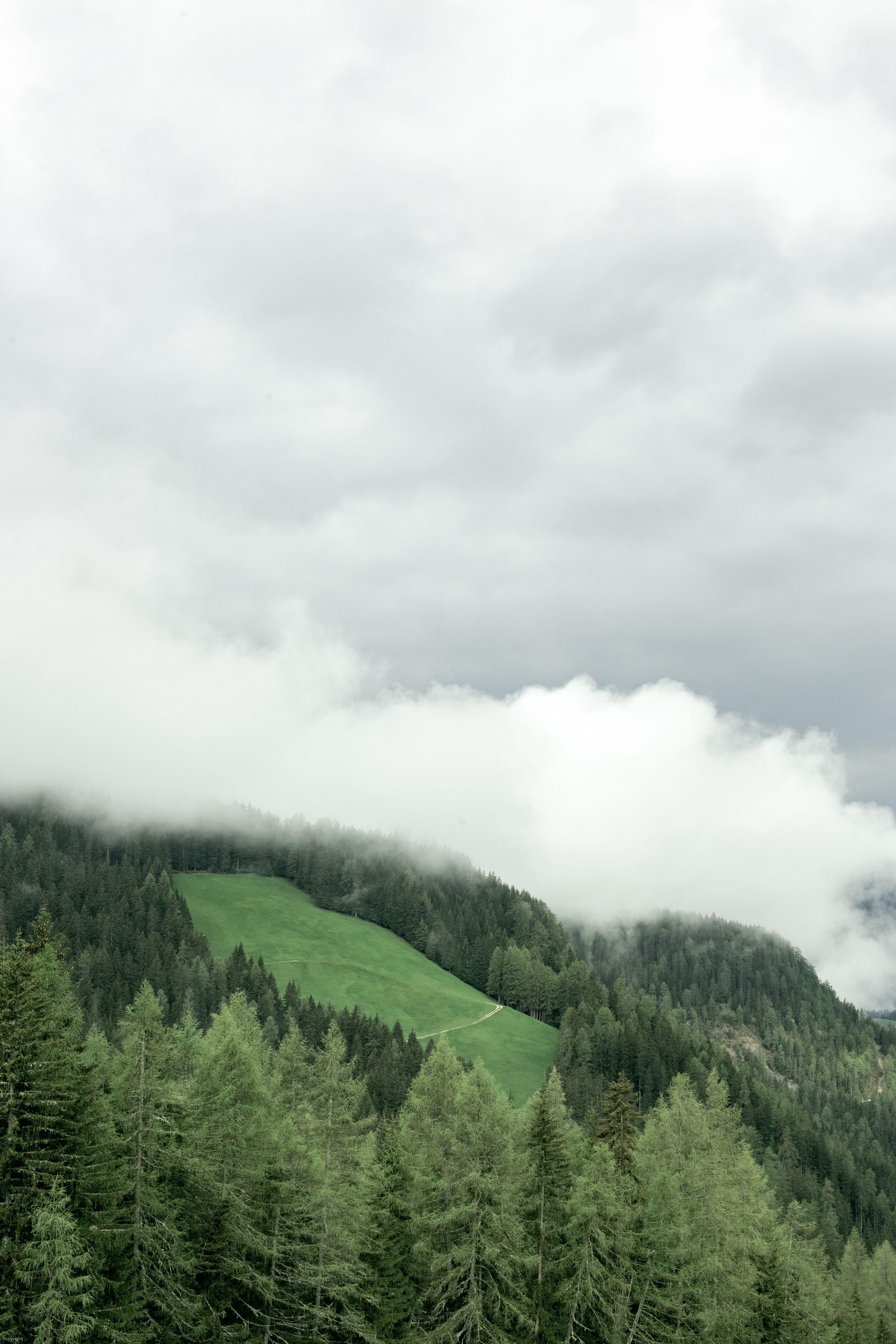 Coniferous trees on lawn in forest · Free Stock Photo