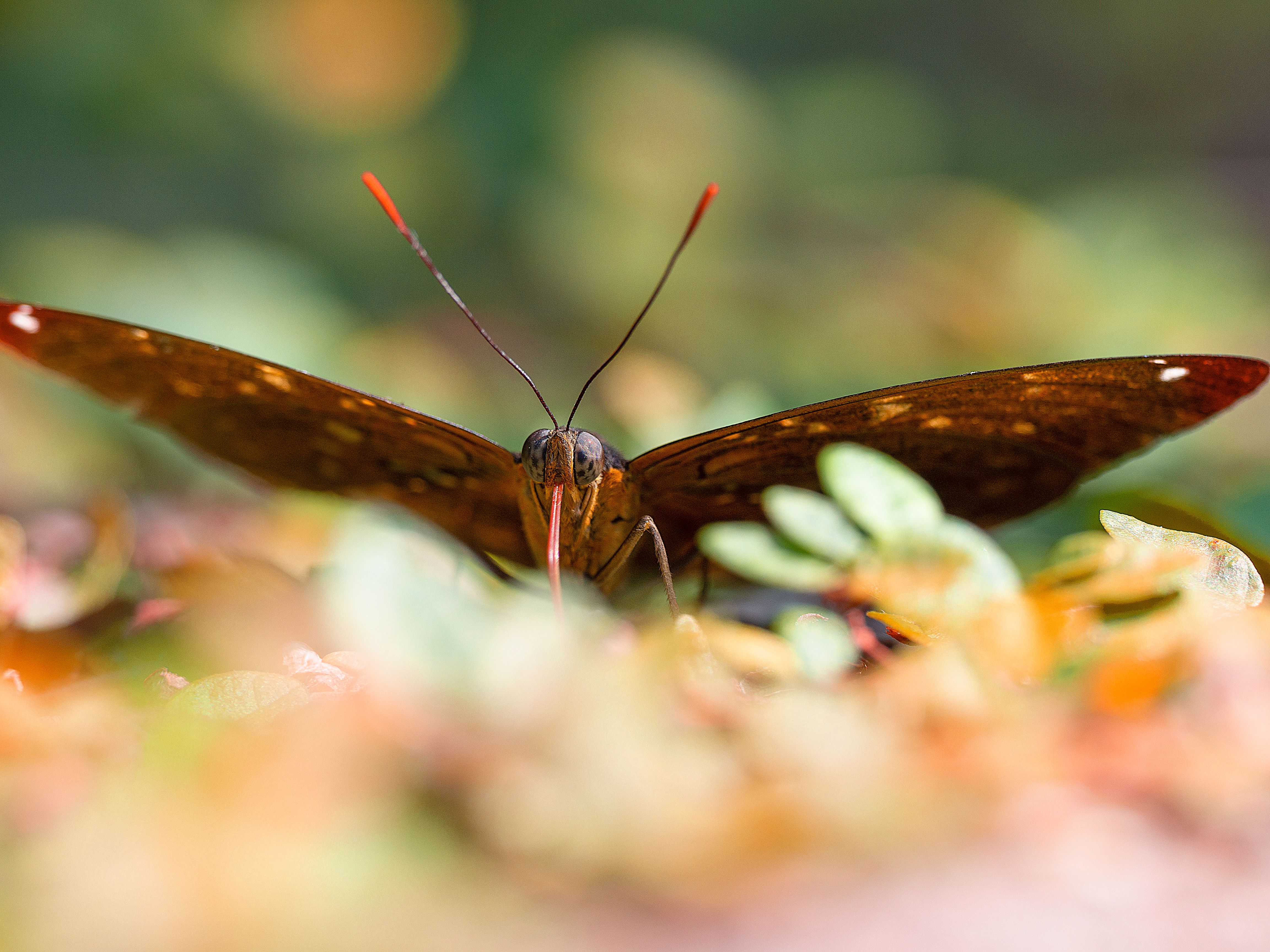 Brown Butterfly Photos, Download The BEST Free Brown Butterfly Stock ...