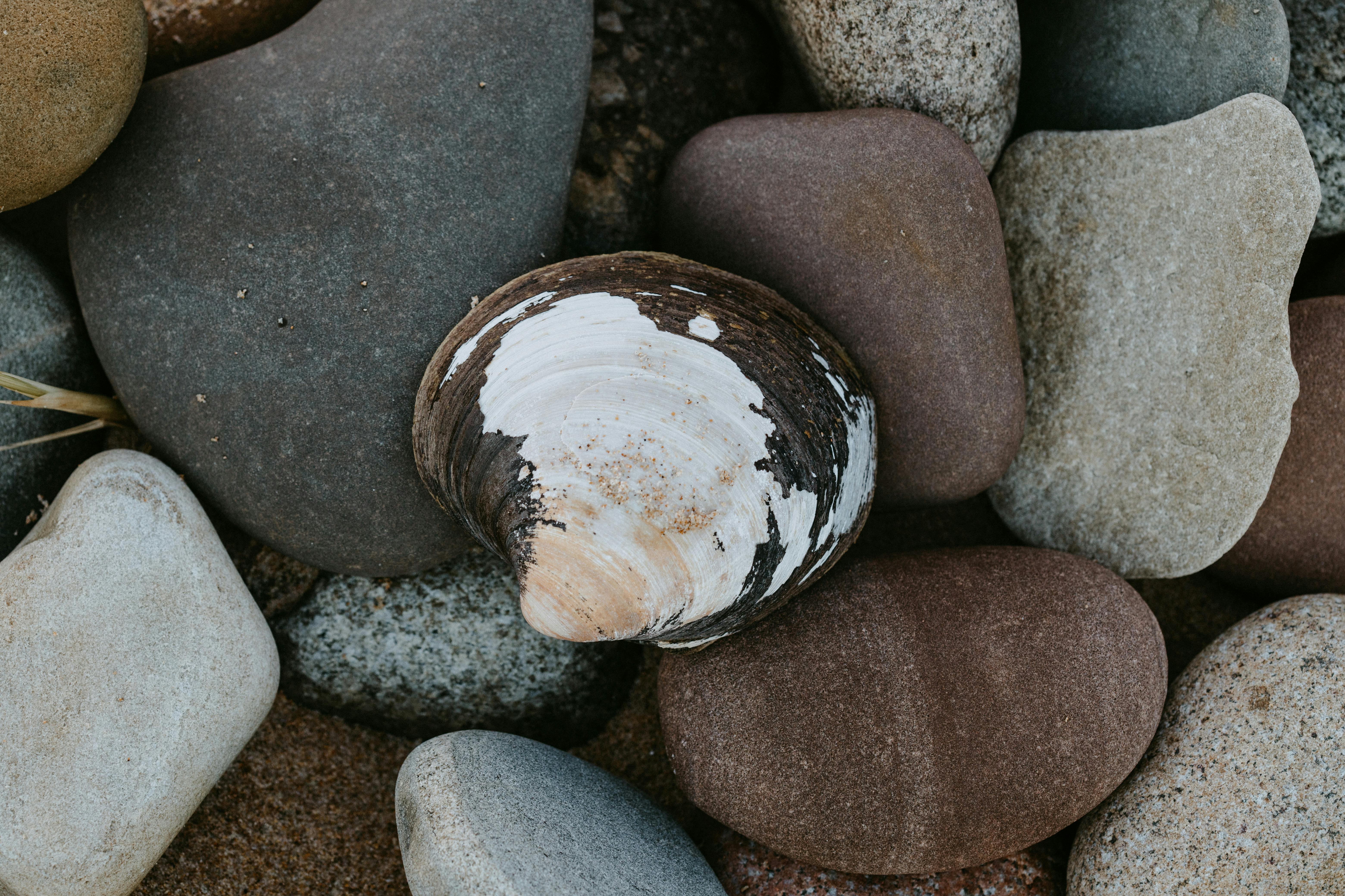 Close Up Photo of Shells With Green Stone · Free Stock Photo