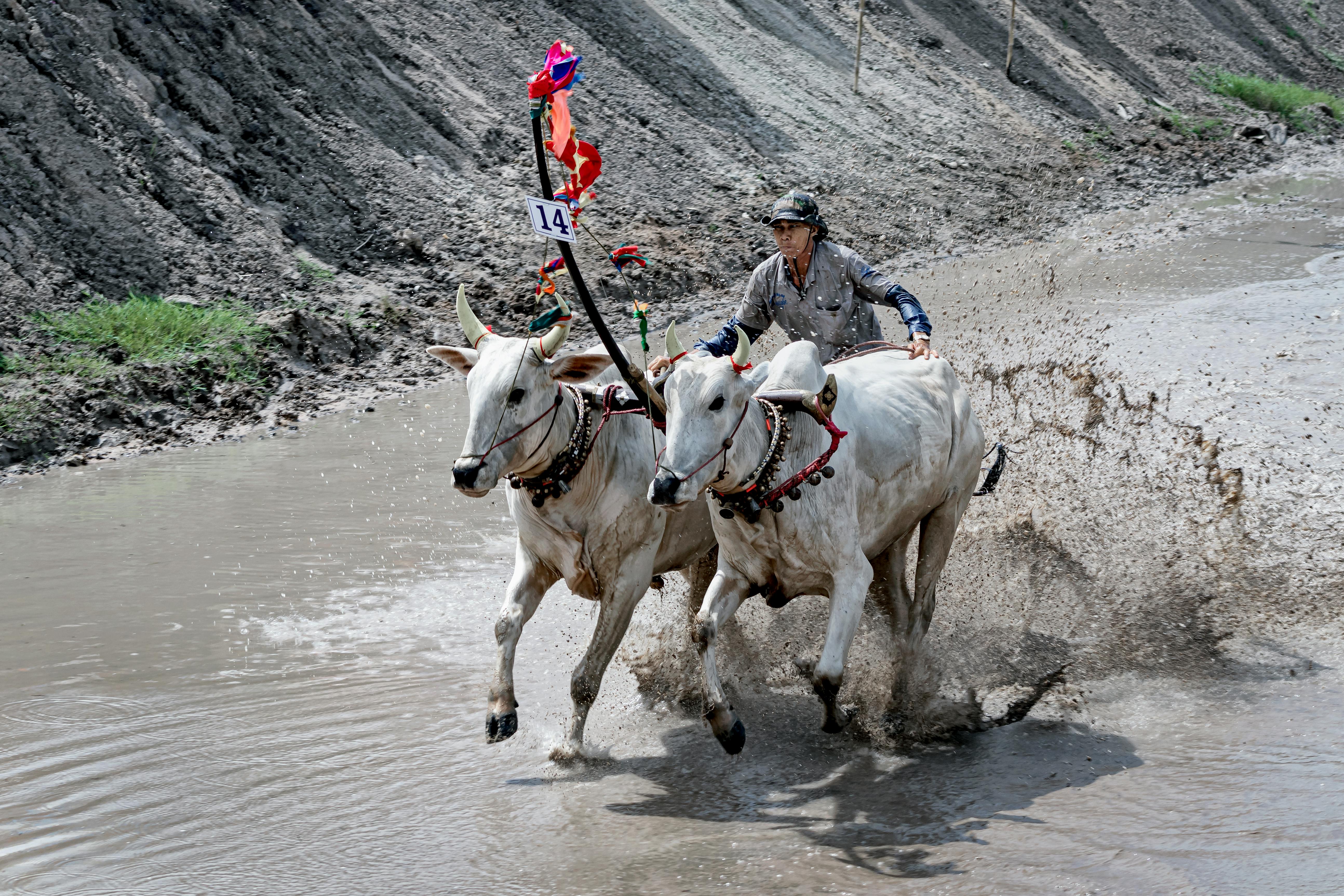 A Man Riding on Cows Galloping on Muddy Water · Free Stock Photo