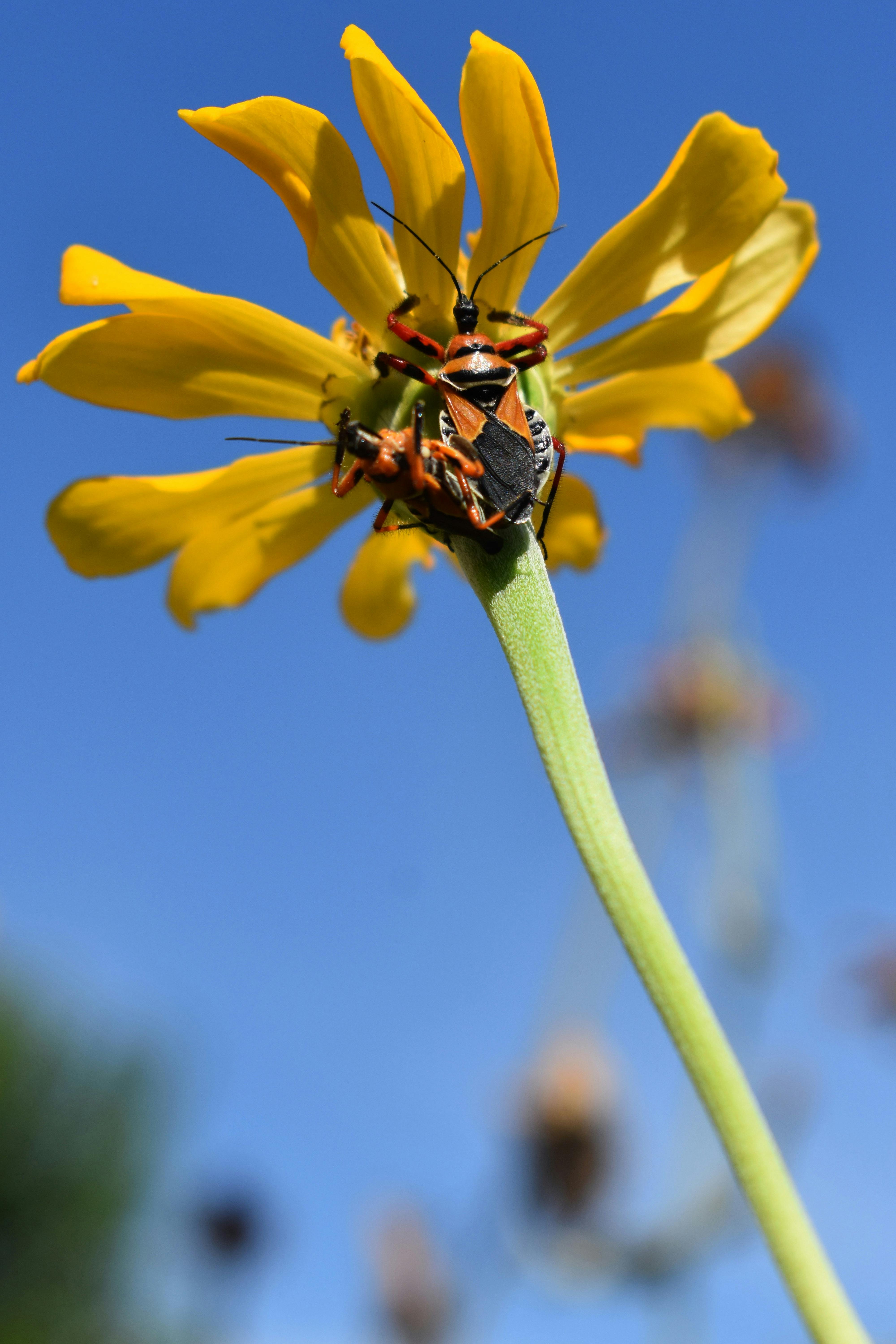 Close Up Bugs Photos, Download Free Close Up Bugs Stock Photos & HD Images