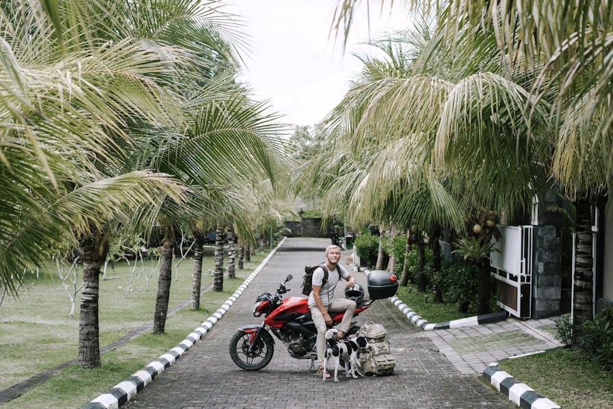 Understanding Wolf Pack Ranks of Wolf Packs and Hierarchy