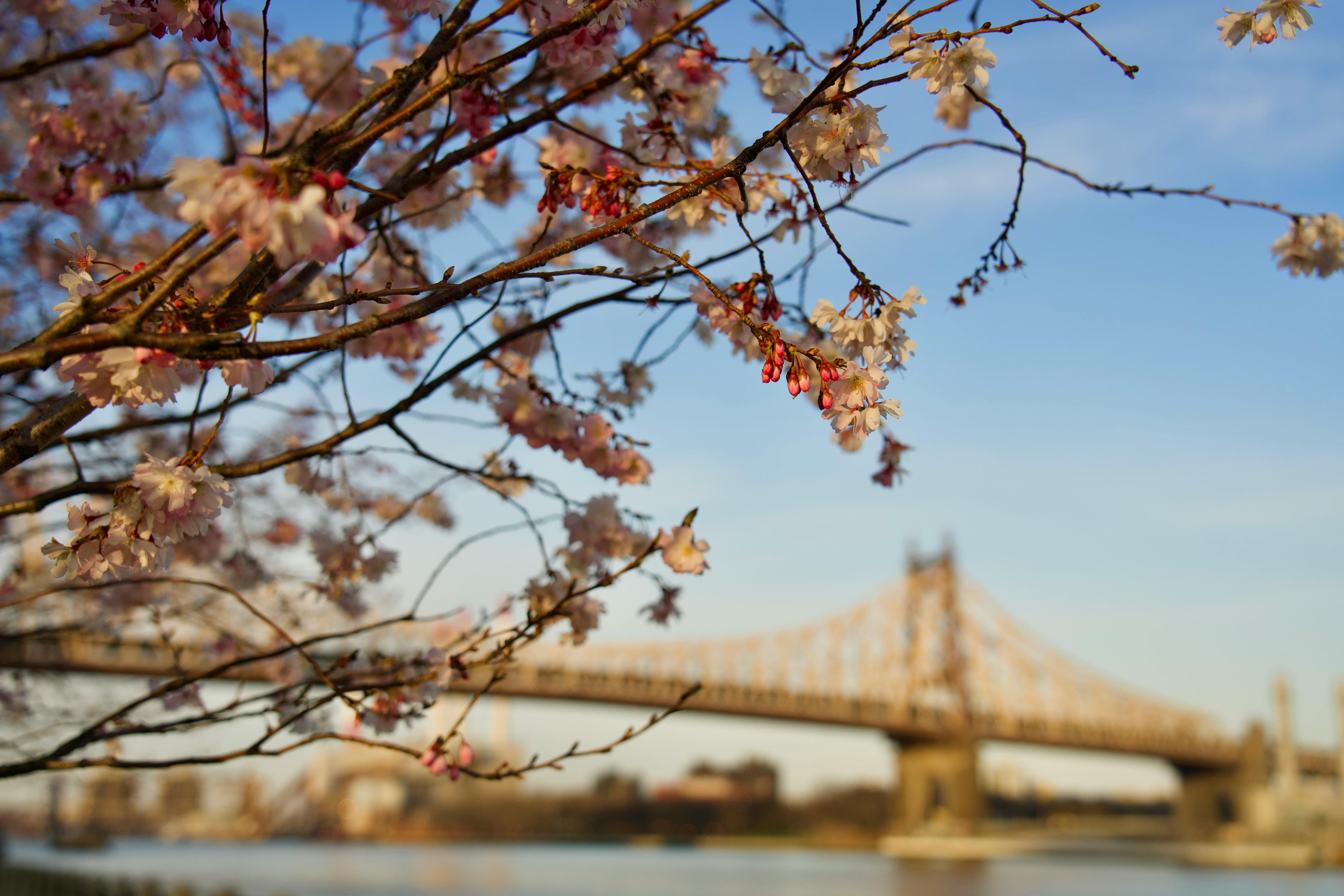 Tree Branches with White Flowers · Free Stock Photo