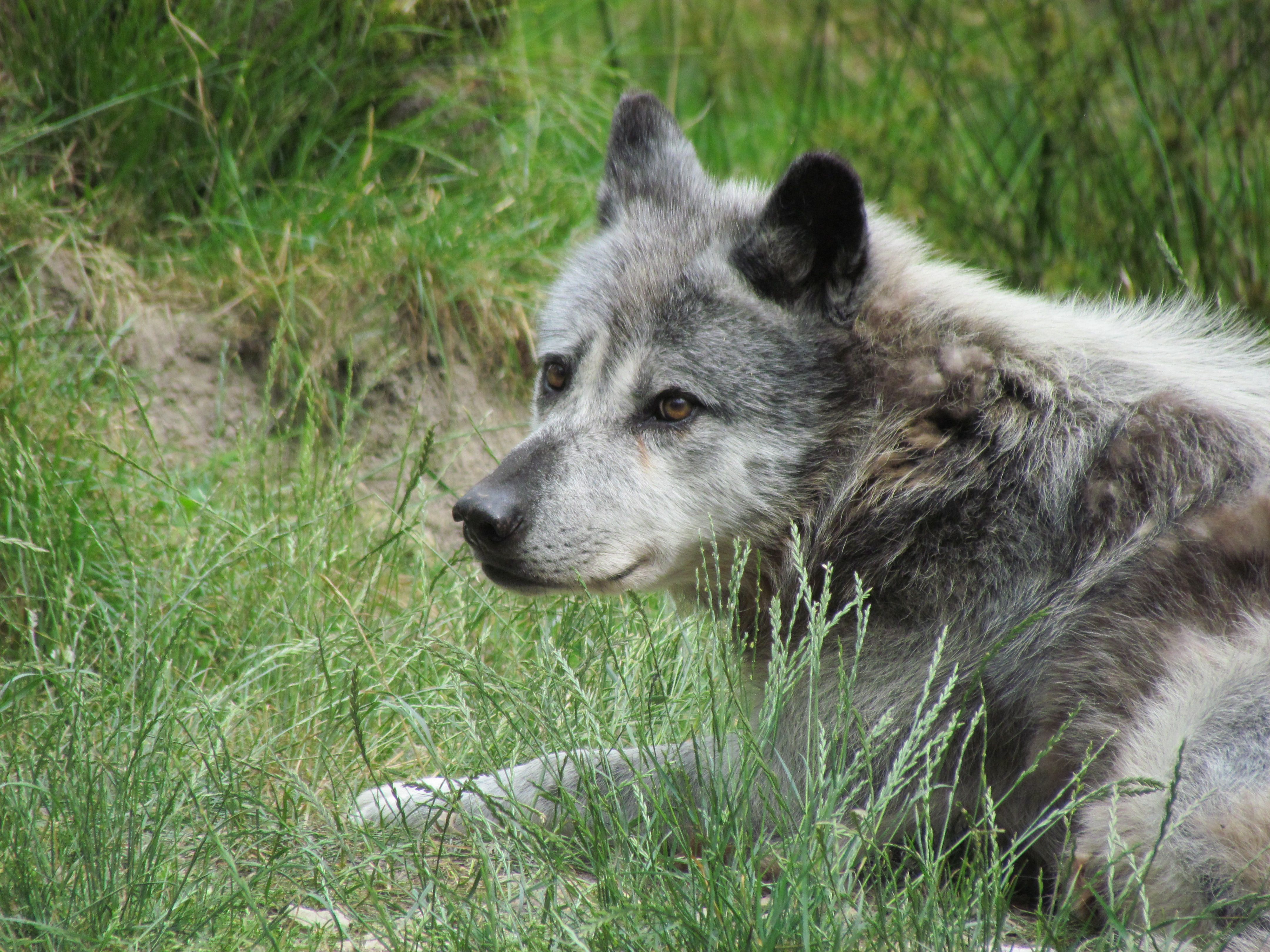 Wolves, Foxes, & Coyotes 31 Photos & Videos Collected by A B