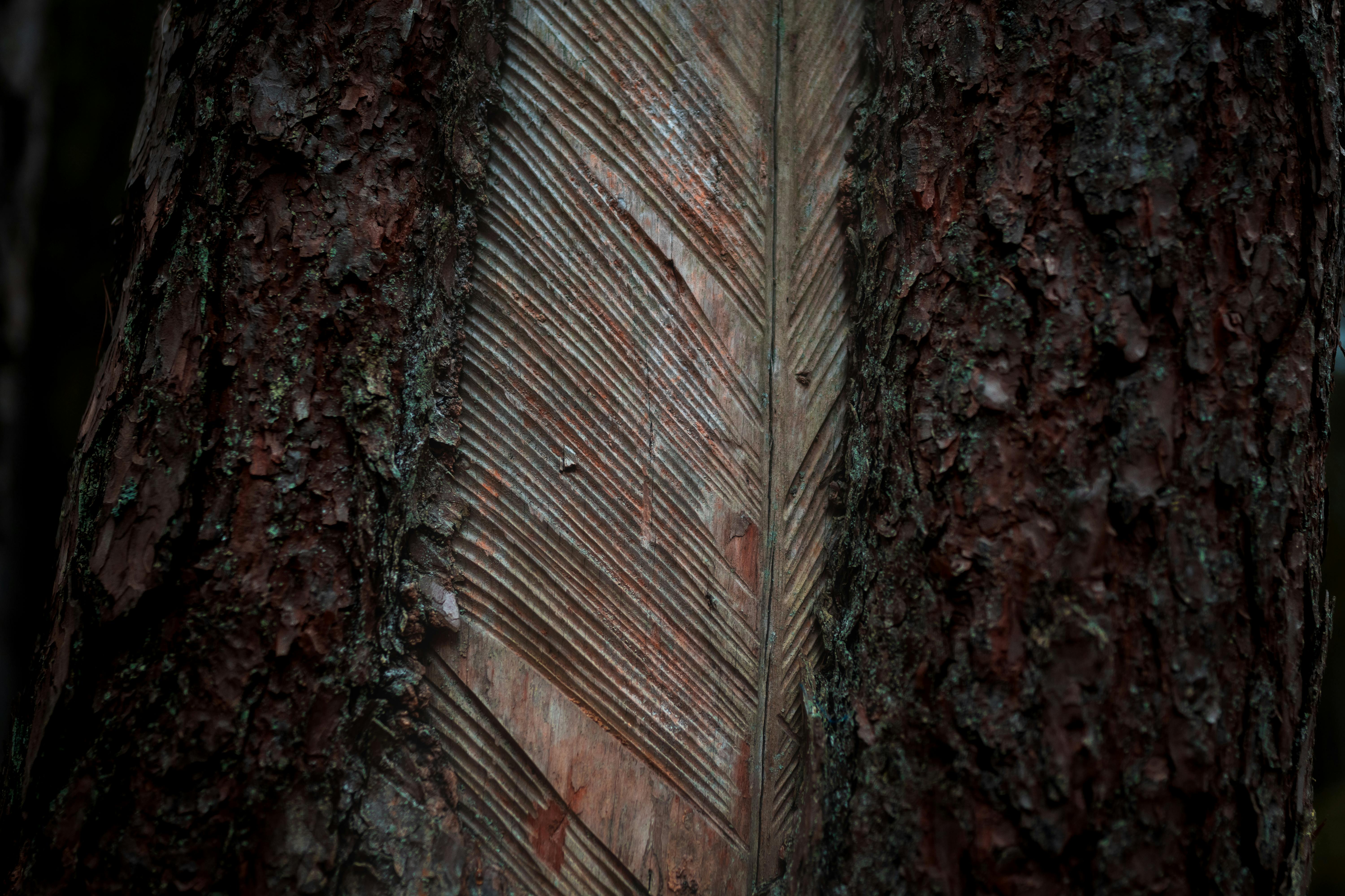 Texture Carved in a Tree Trunk · Free Stock Photo