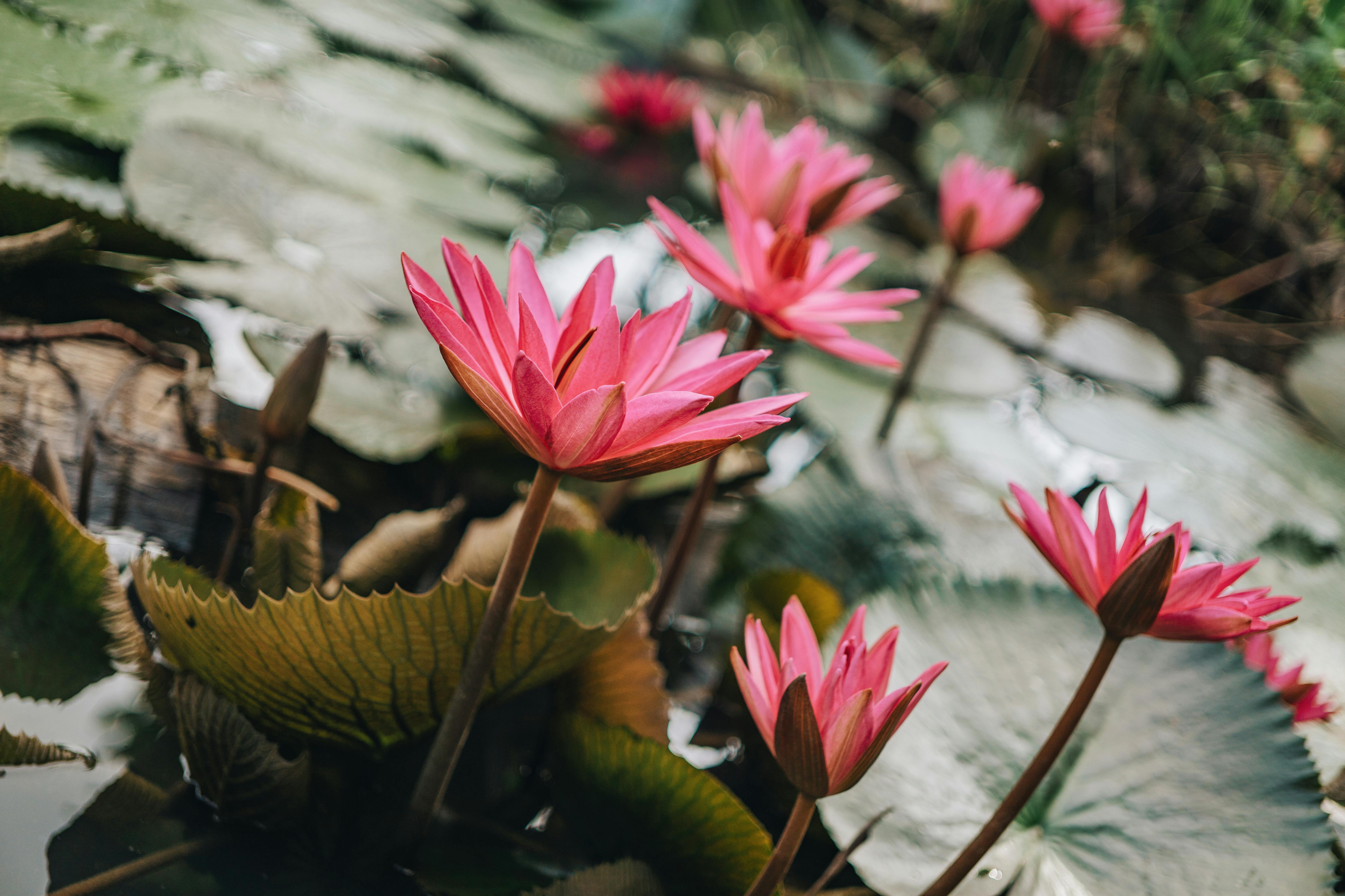 Elegant flowers of Nymphaea pubescens plant in lake · Free Stock Photo