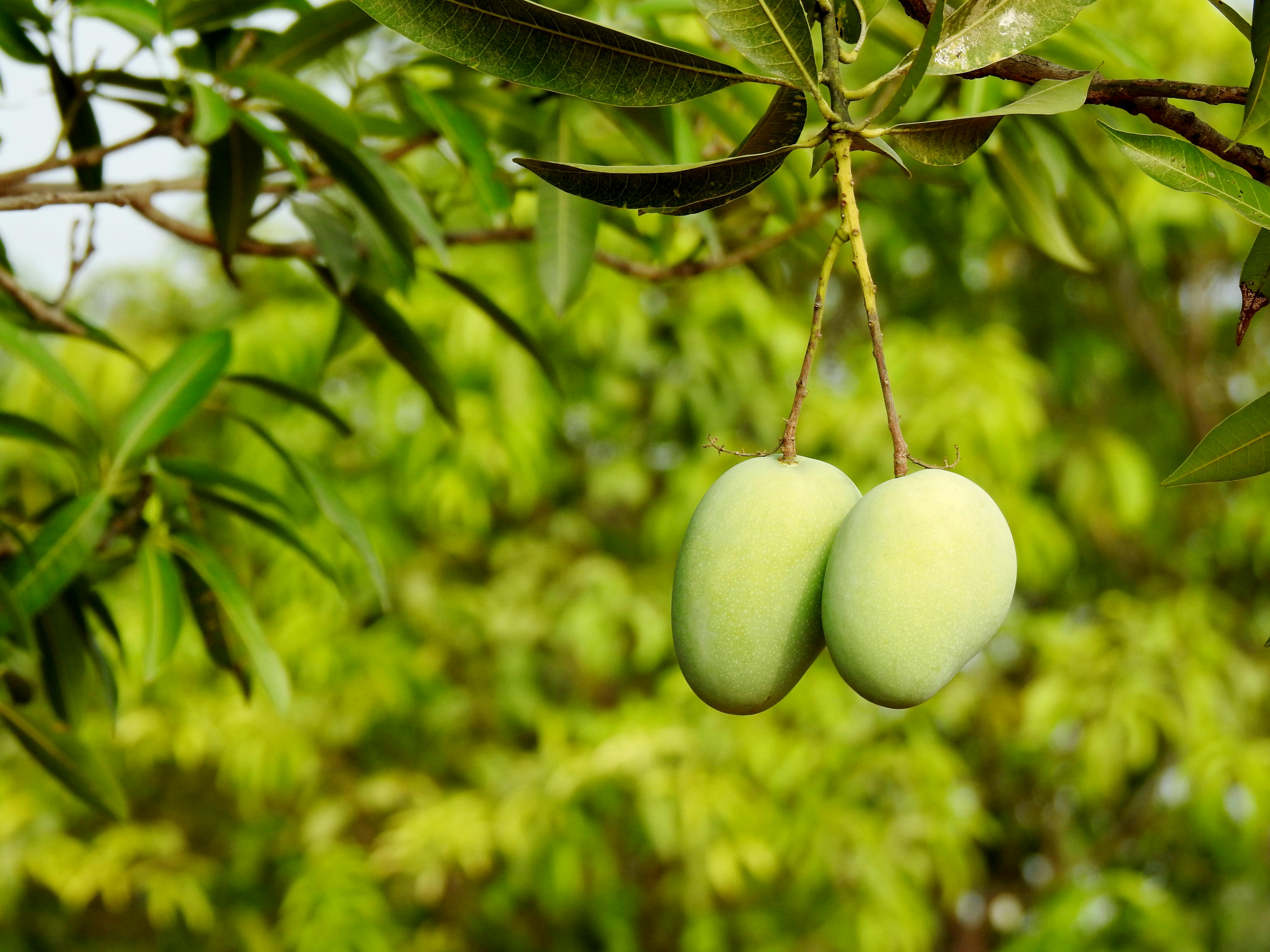 Green Mango Tree