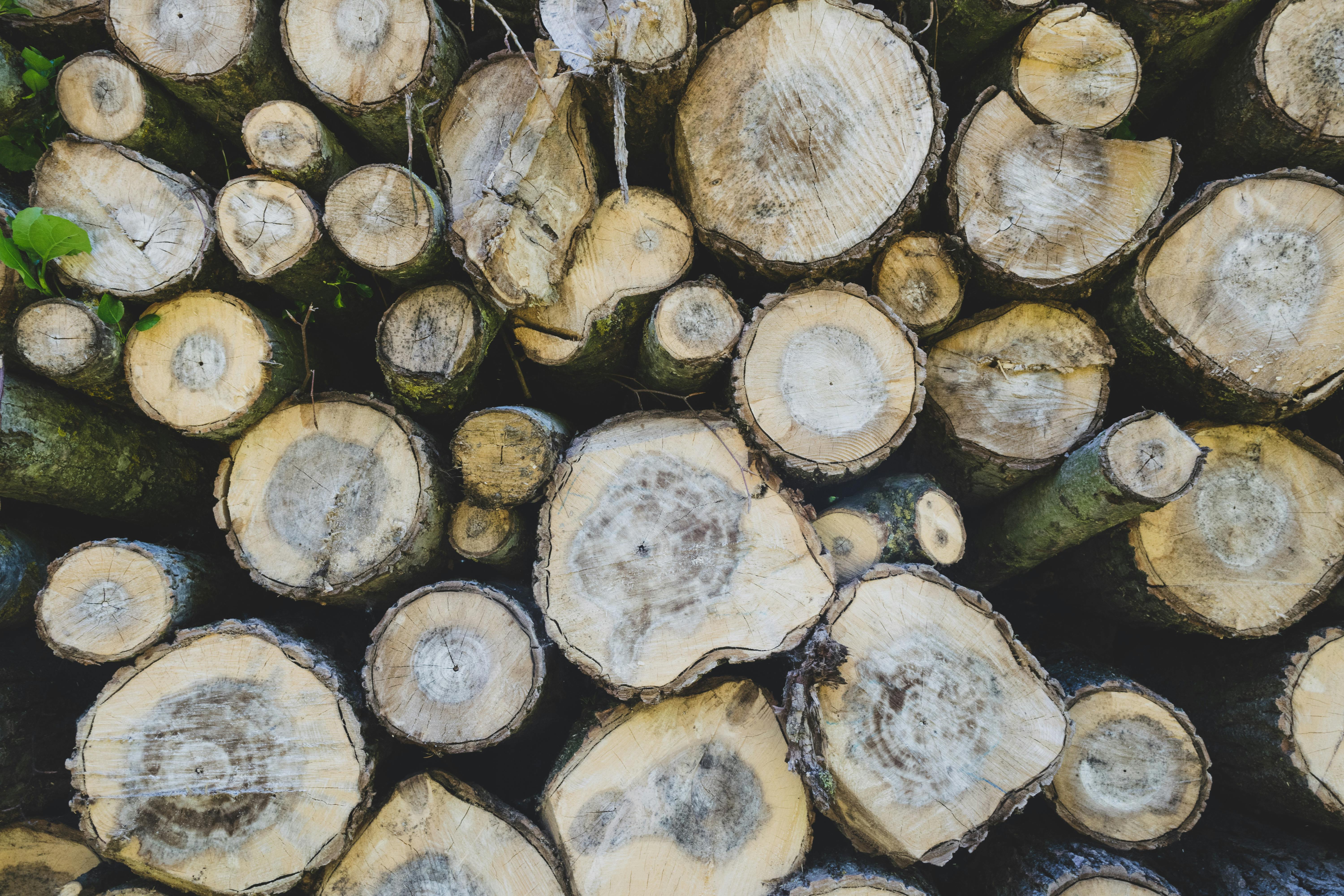 Free stock photo of brown, green, logs