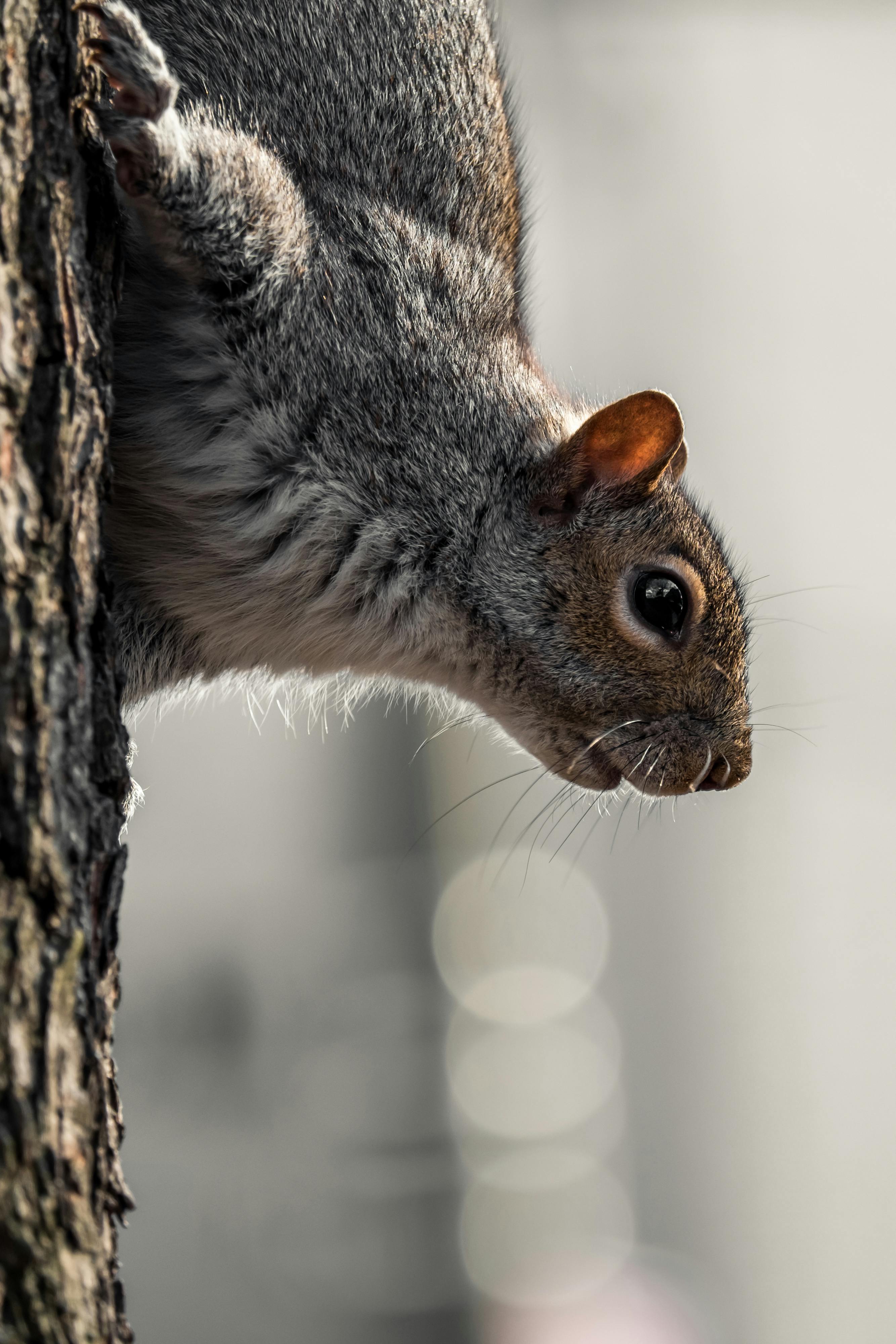Fox Squirrel on Tree Branch · Free Stock Photo