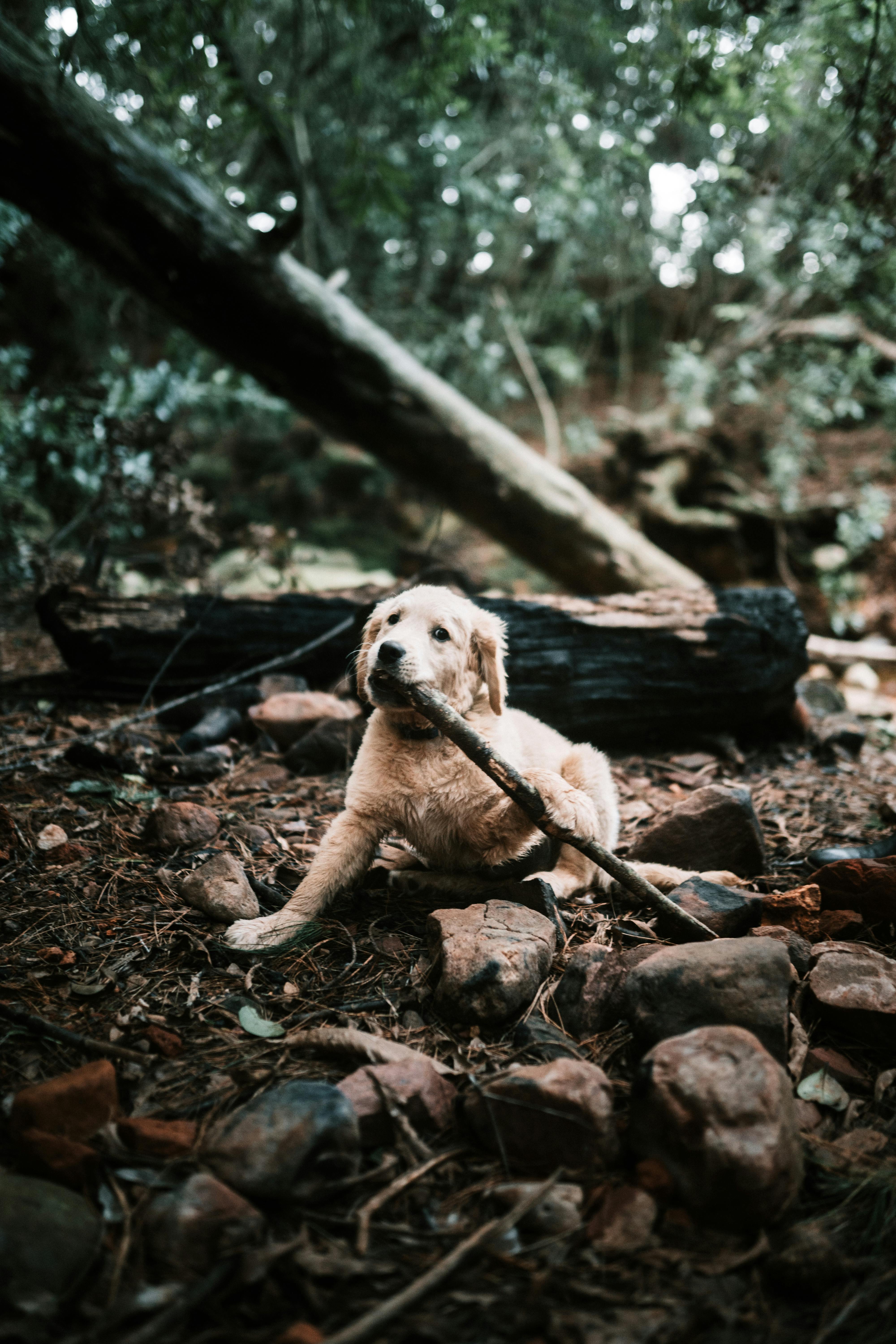 Brown Short Coated Dog Sitting on Brown Tree Log · Free Stock Photo