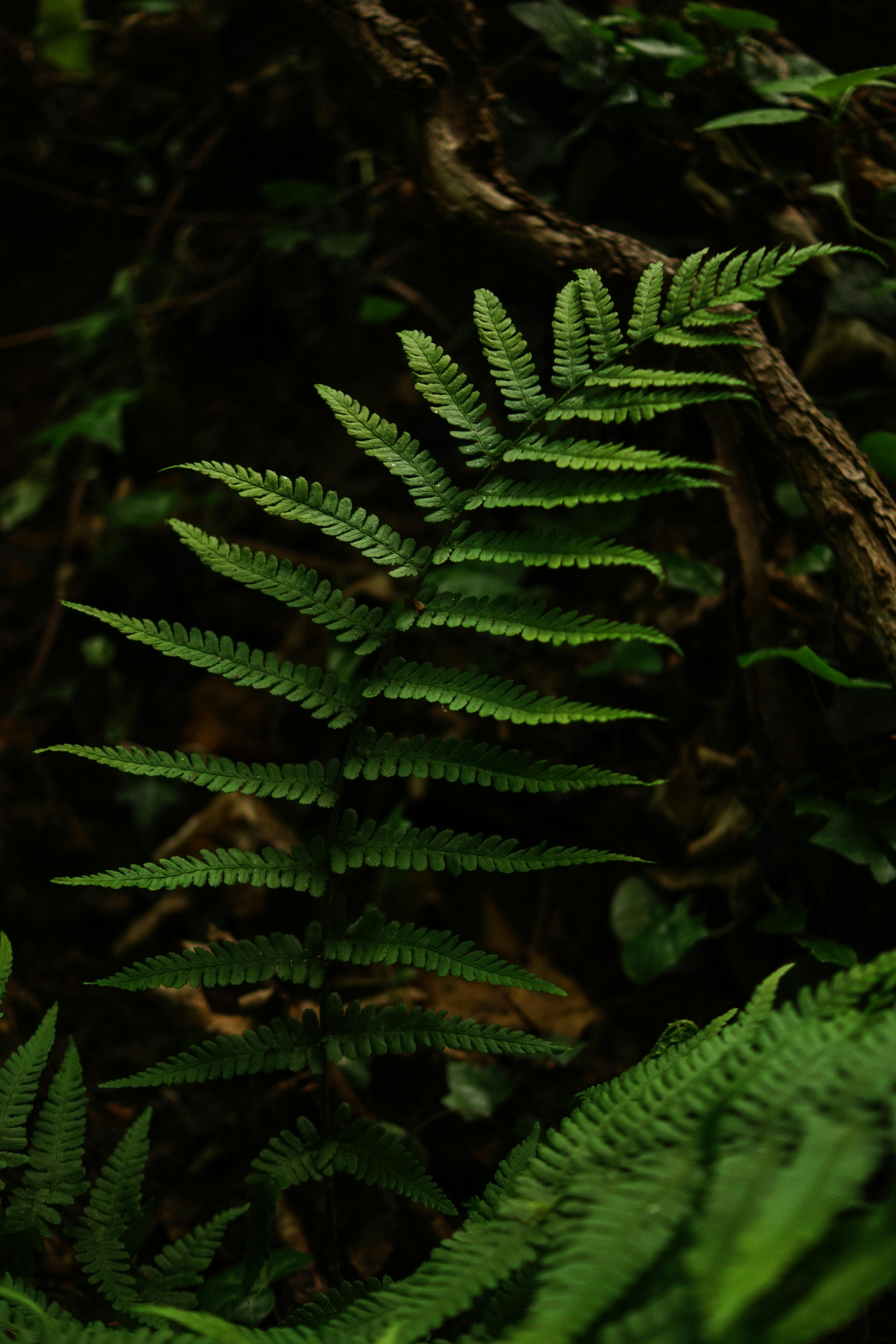Green Fern Plant in Close Up Photography · Free Stock Photo