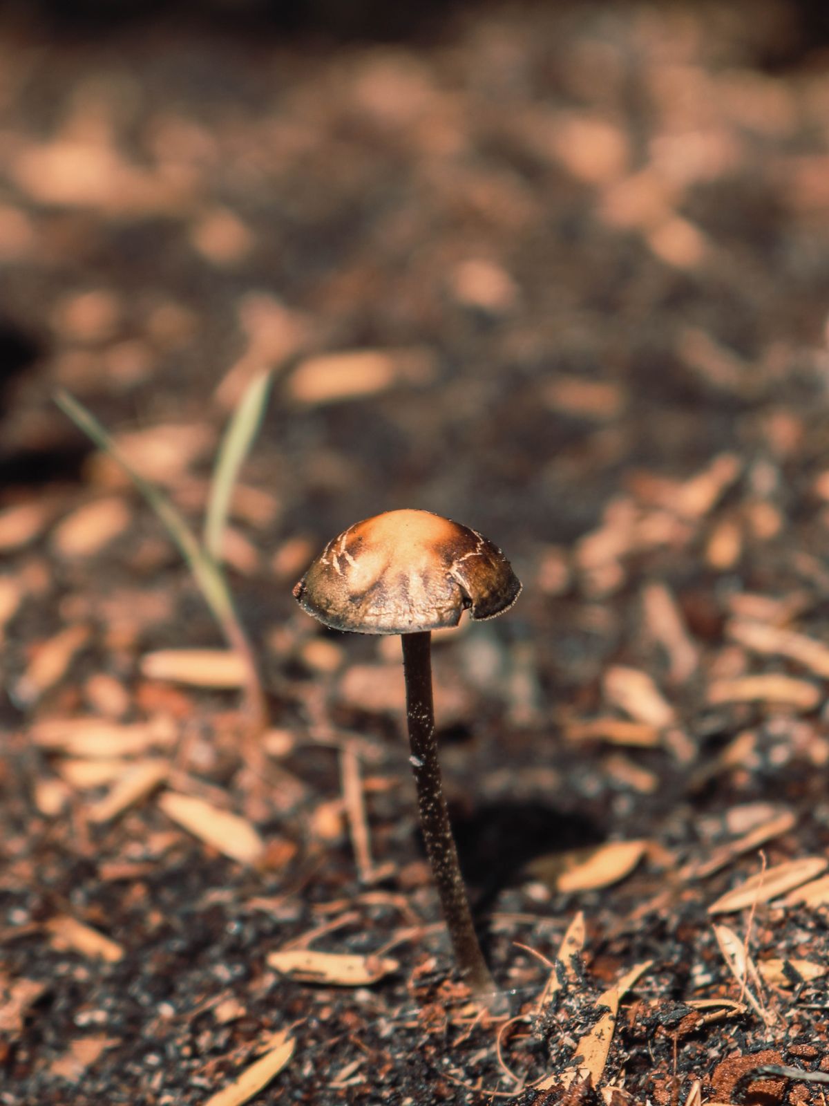 Psilocybin Photos, Download Free Psilocybin Stock Photos & HD Images