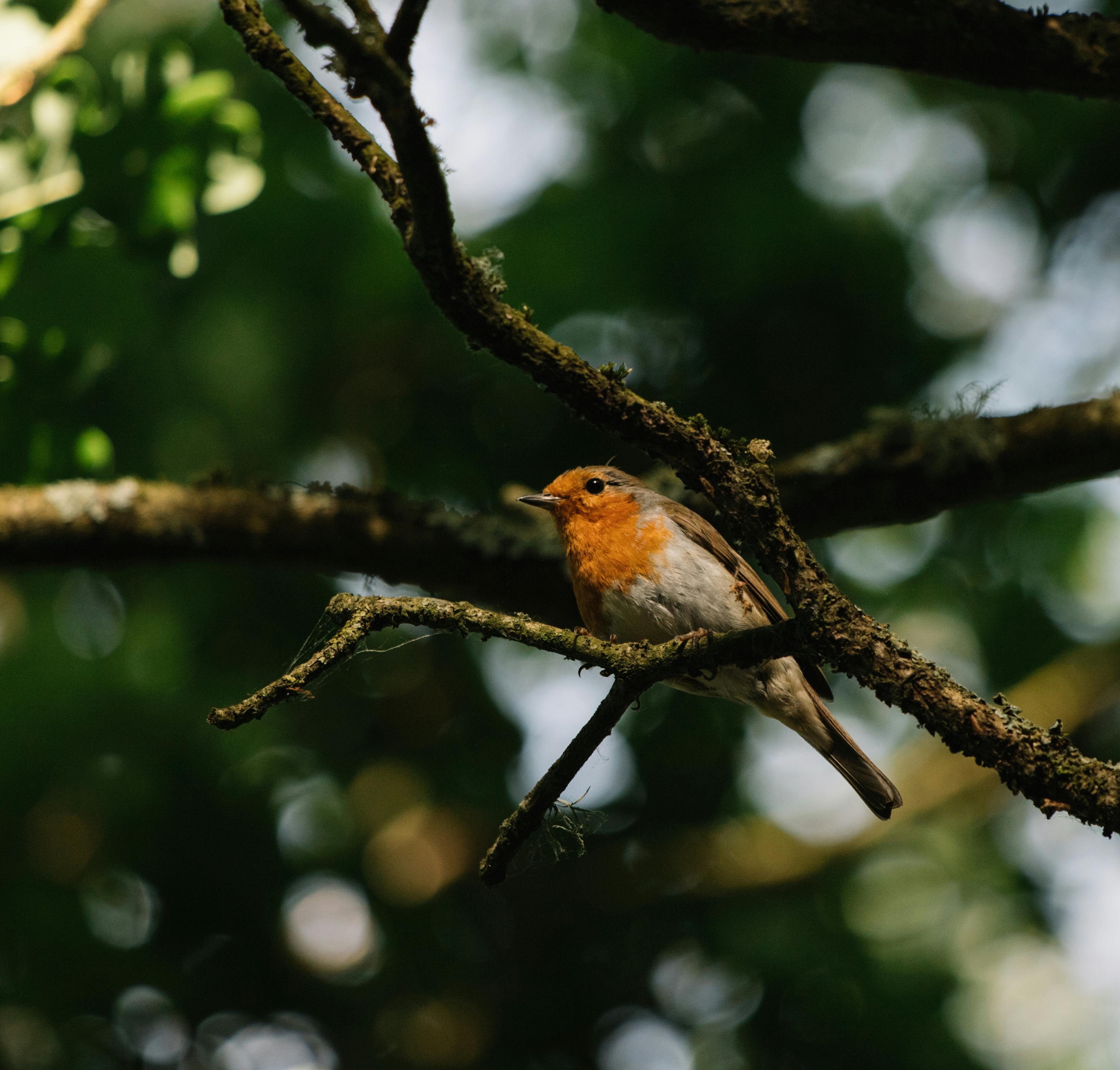 European robin on branch in early spring · Free Stock Photo