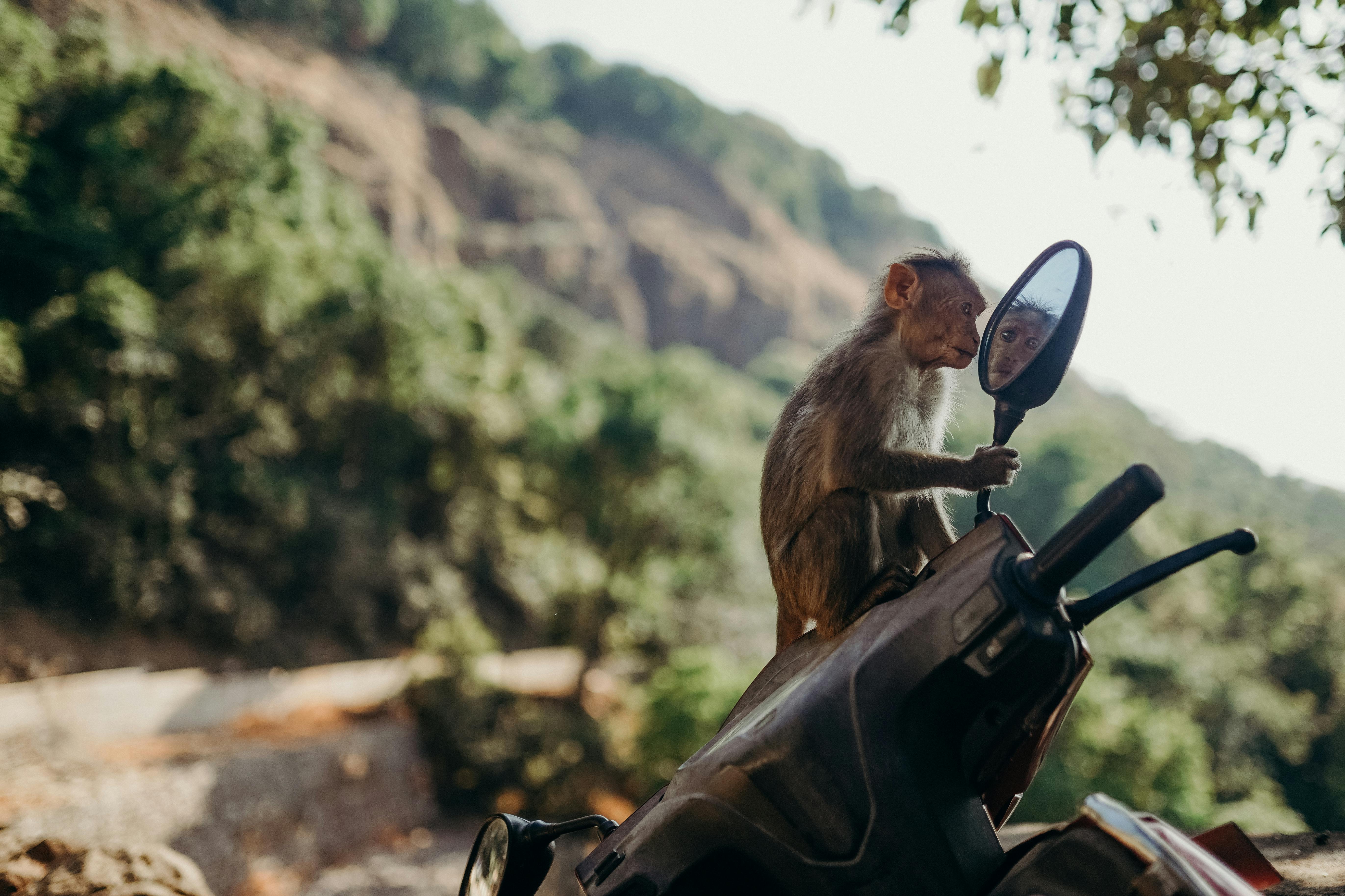 Brown Monkey on Black Motorcycle · Free Stock Photo