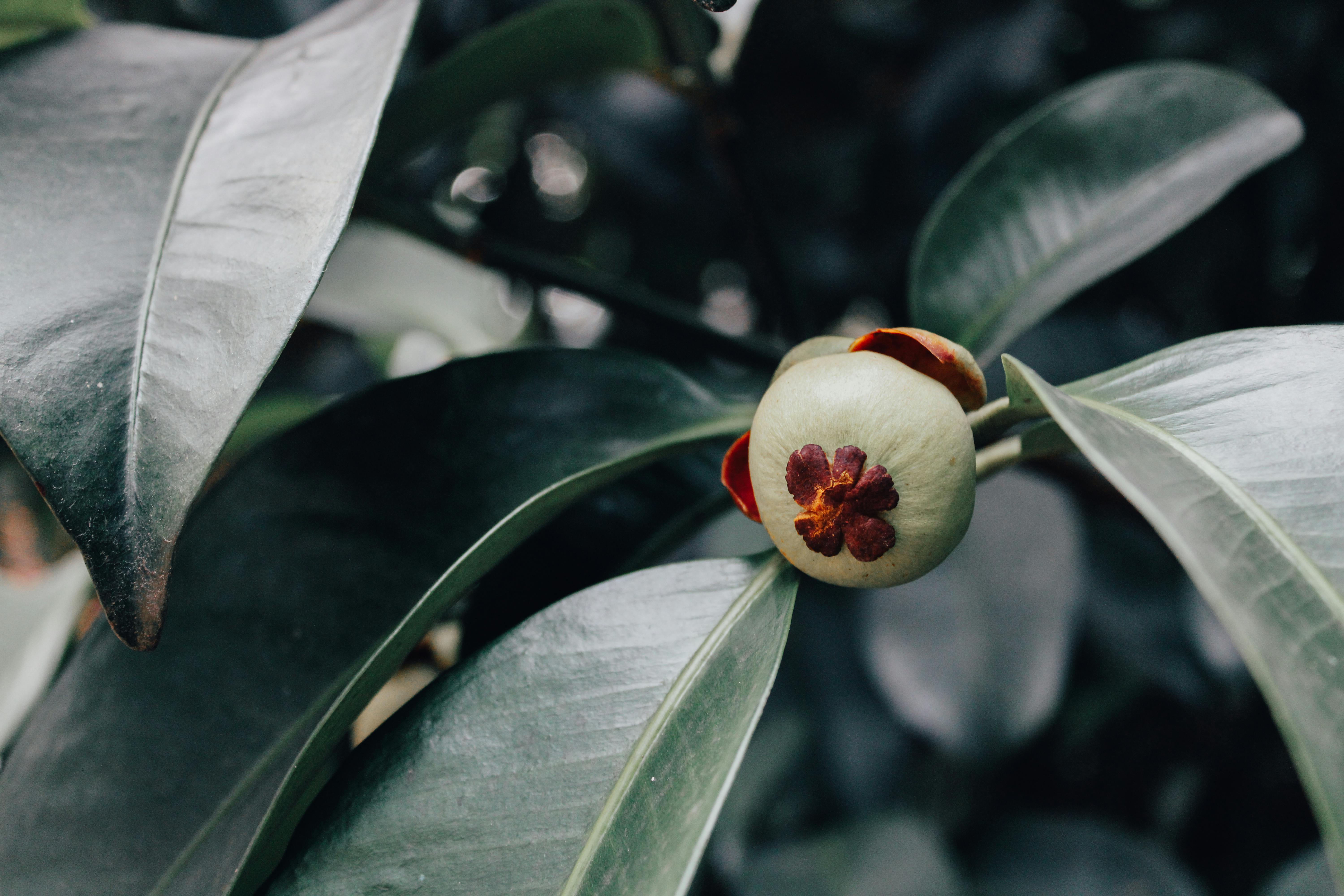 Close-up of a Scarlet Star Flower · Free Stock Photo