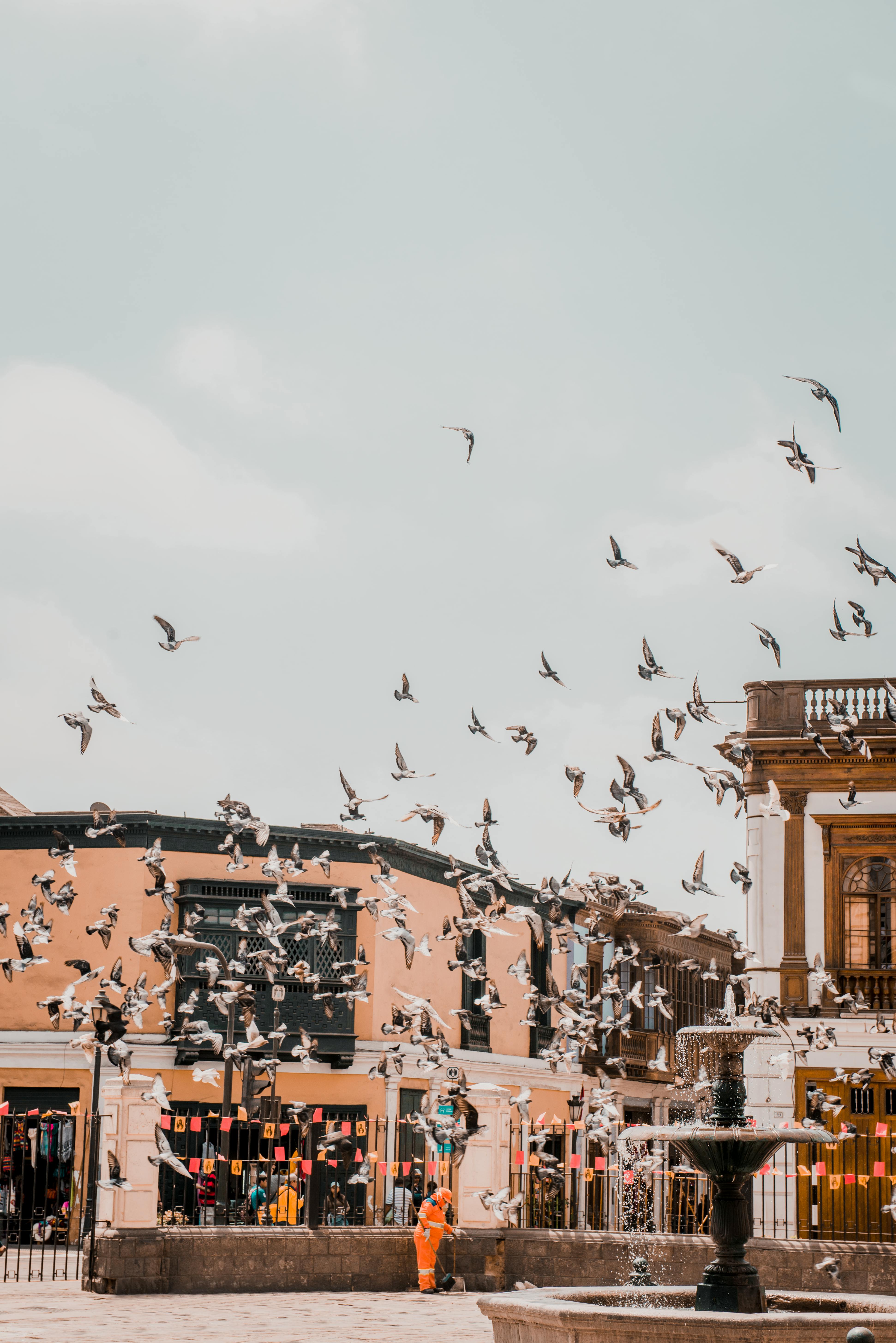 Birds flying over ancient city square · Free Stock Photo
