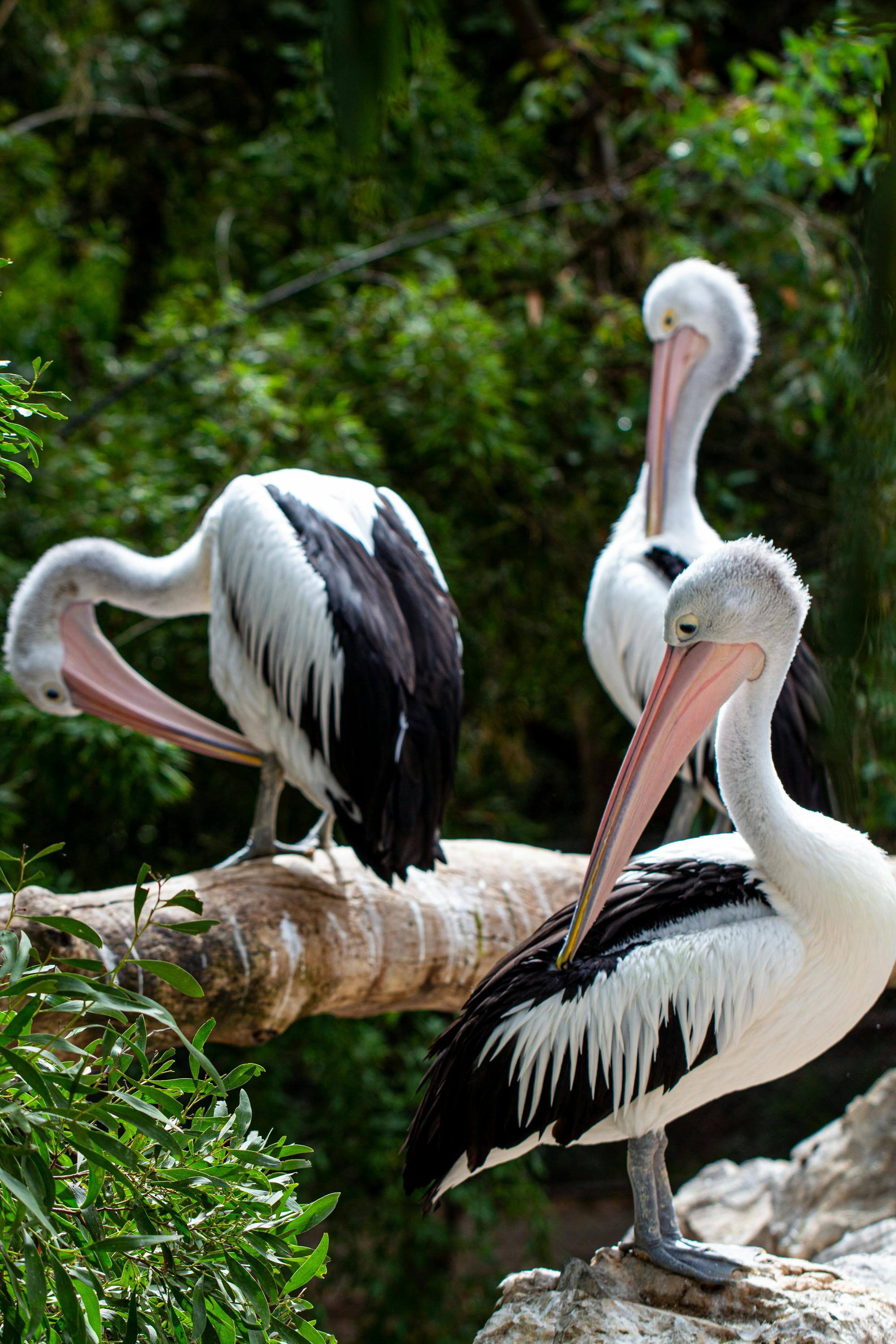 Australian Fauna Photos, Download Free Australian Fauna Stock Photos ...