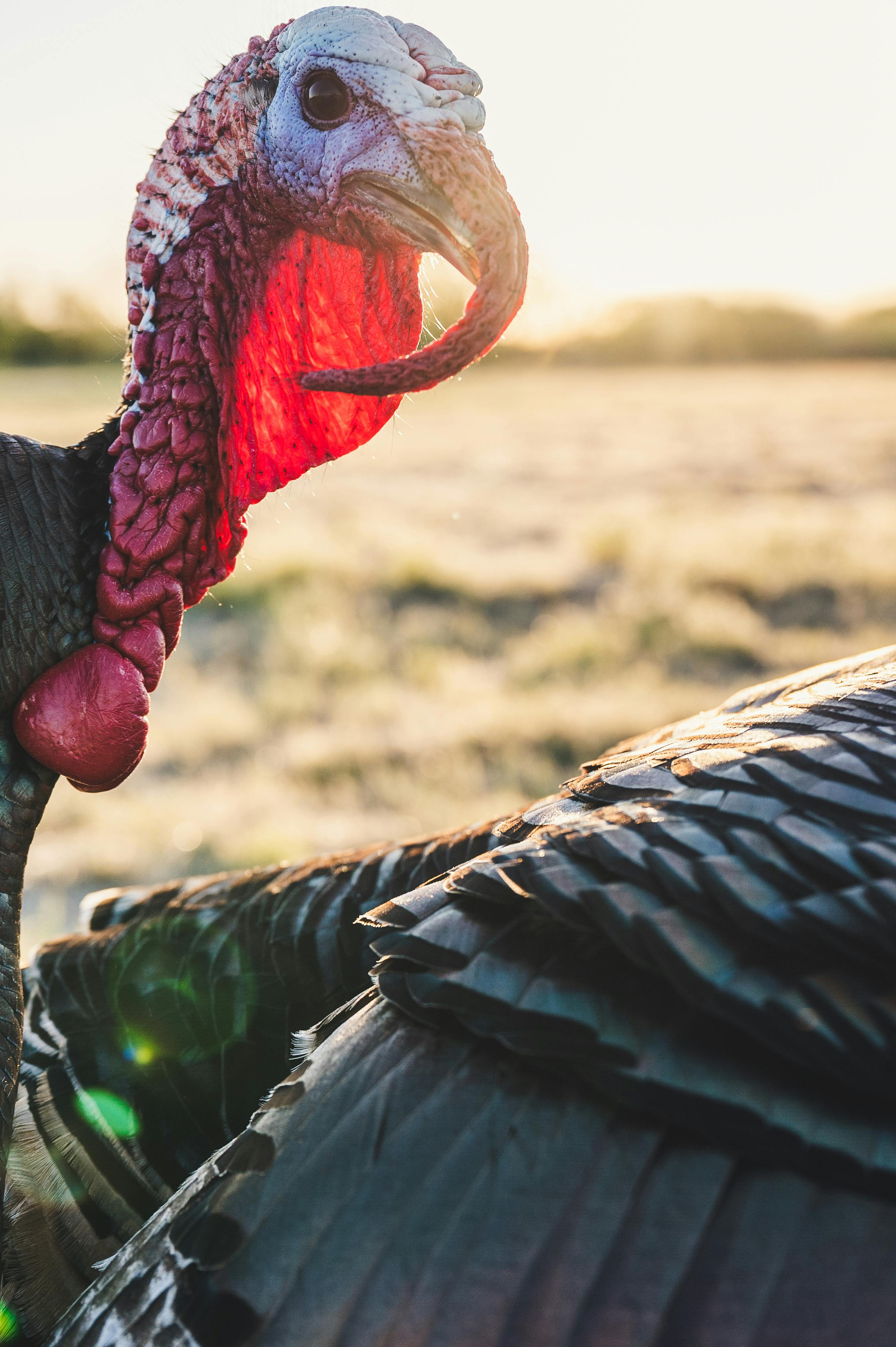 Curious turkey cock in sunny countryside · Free Stock Photo