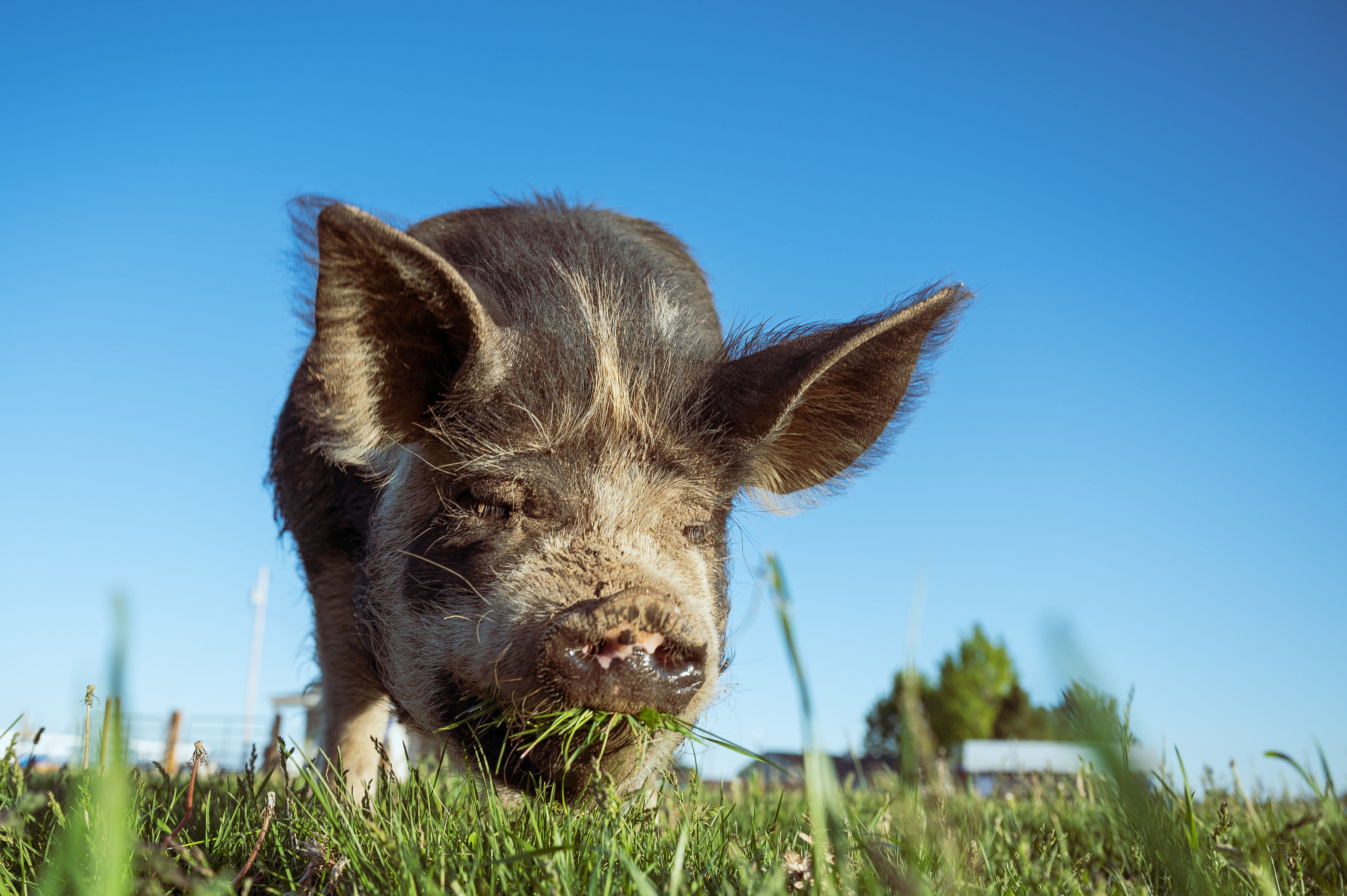 Kunekune pig grazing on pasture on sunny day · Free Stock Photo