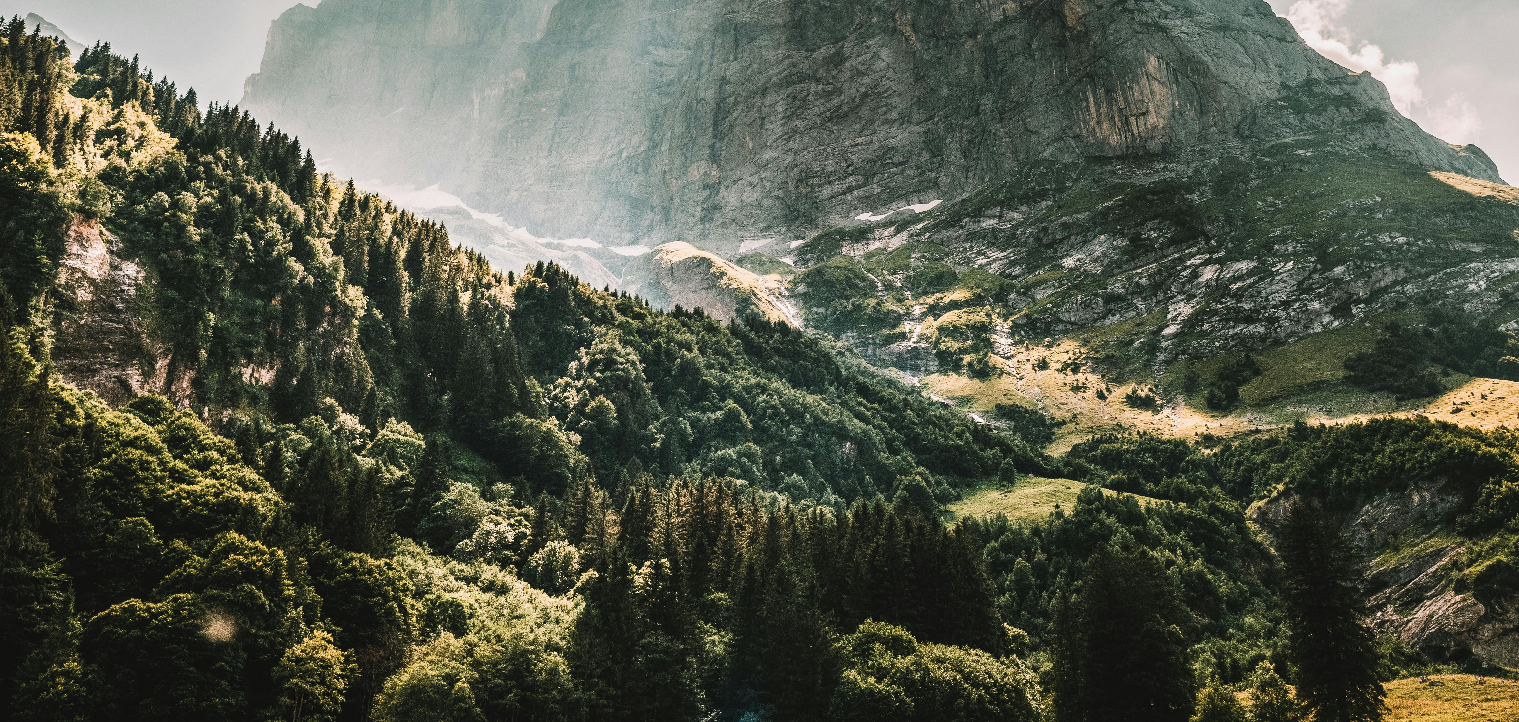 Green Trees on Mountain · Free Stock Photo