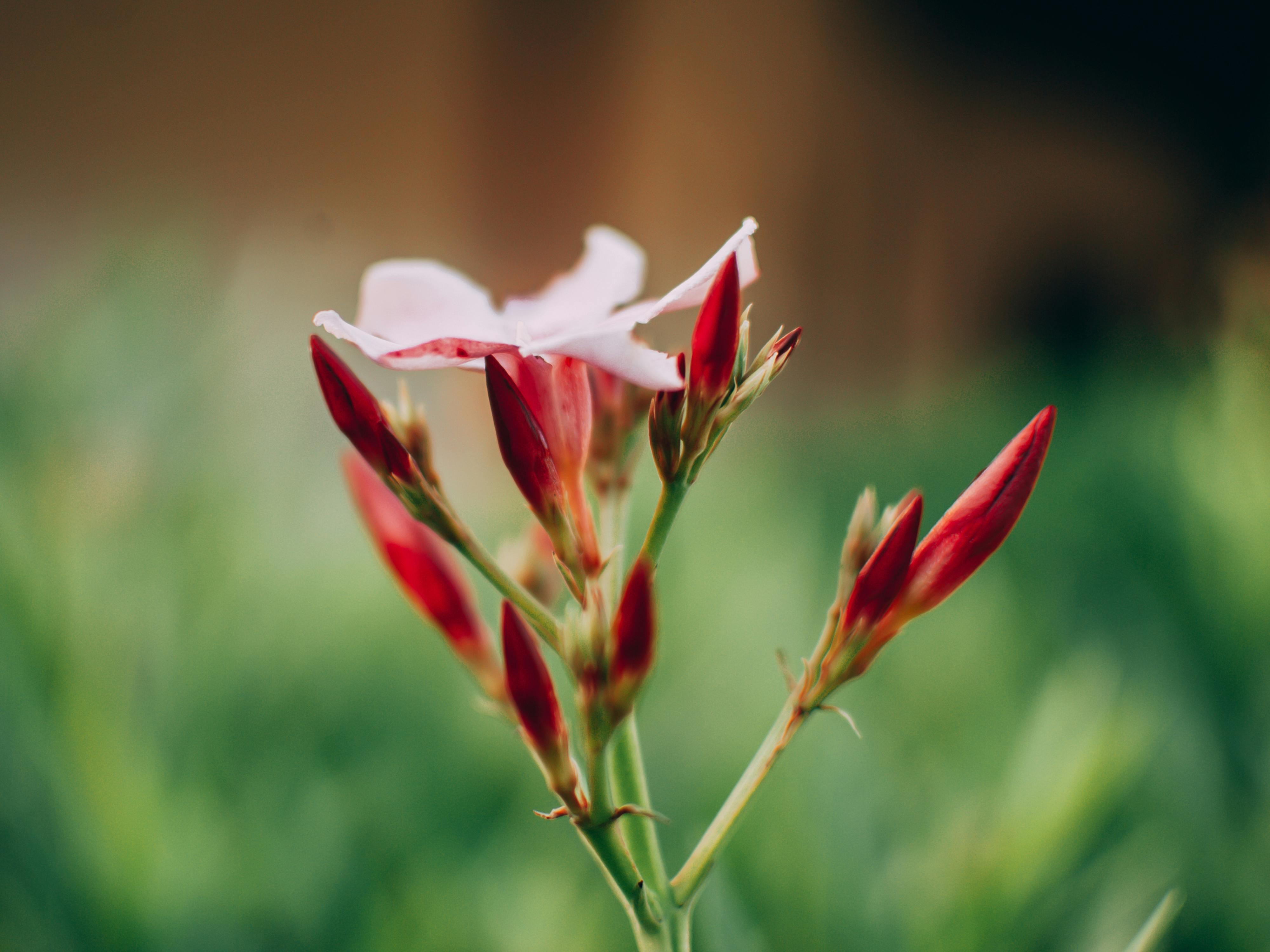 Close Up Shot of Red Flowers · Free Stock Photo