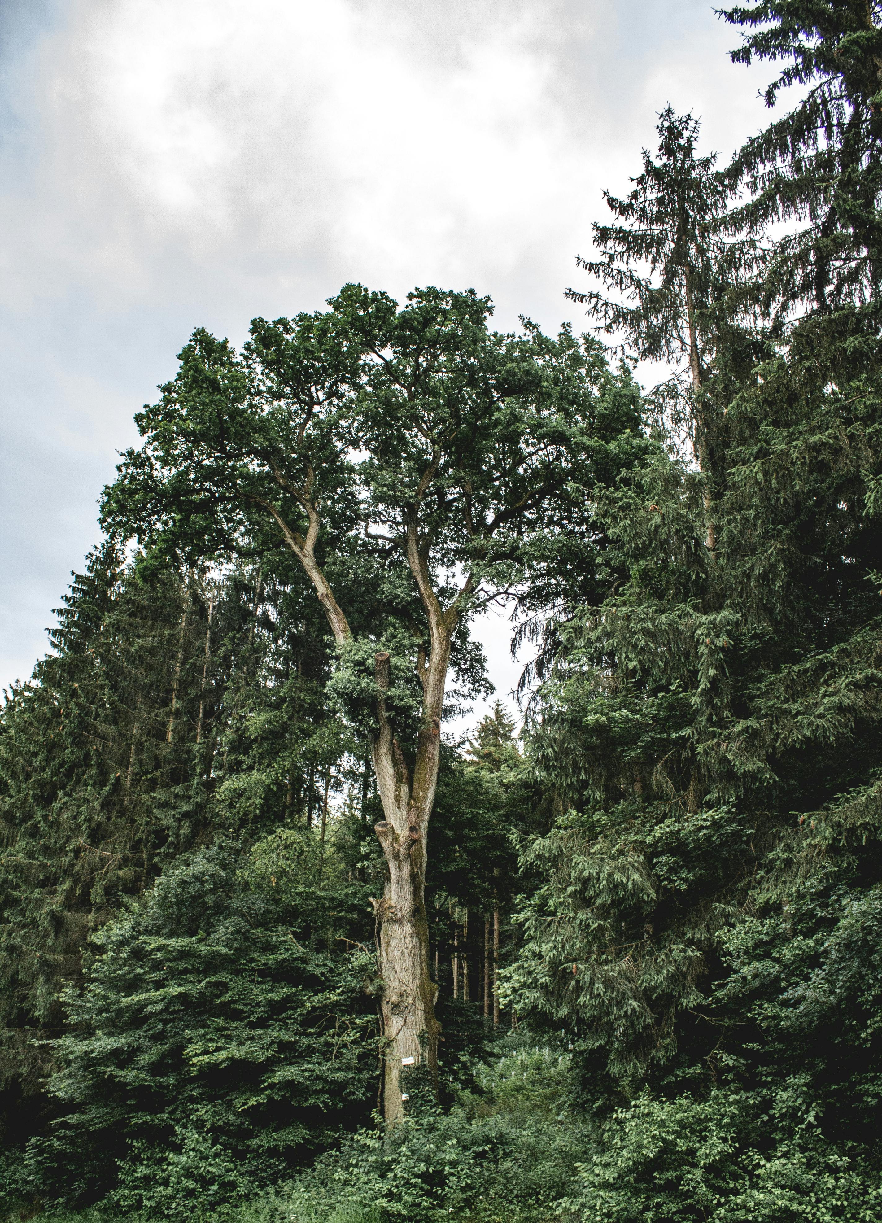 Two Brown Trees · Free Stock Photo