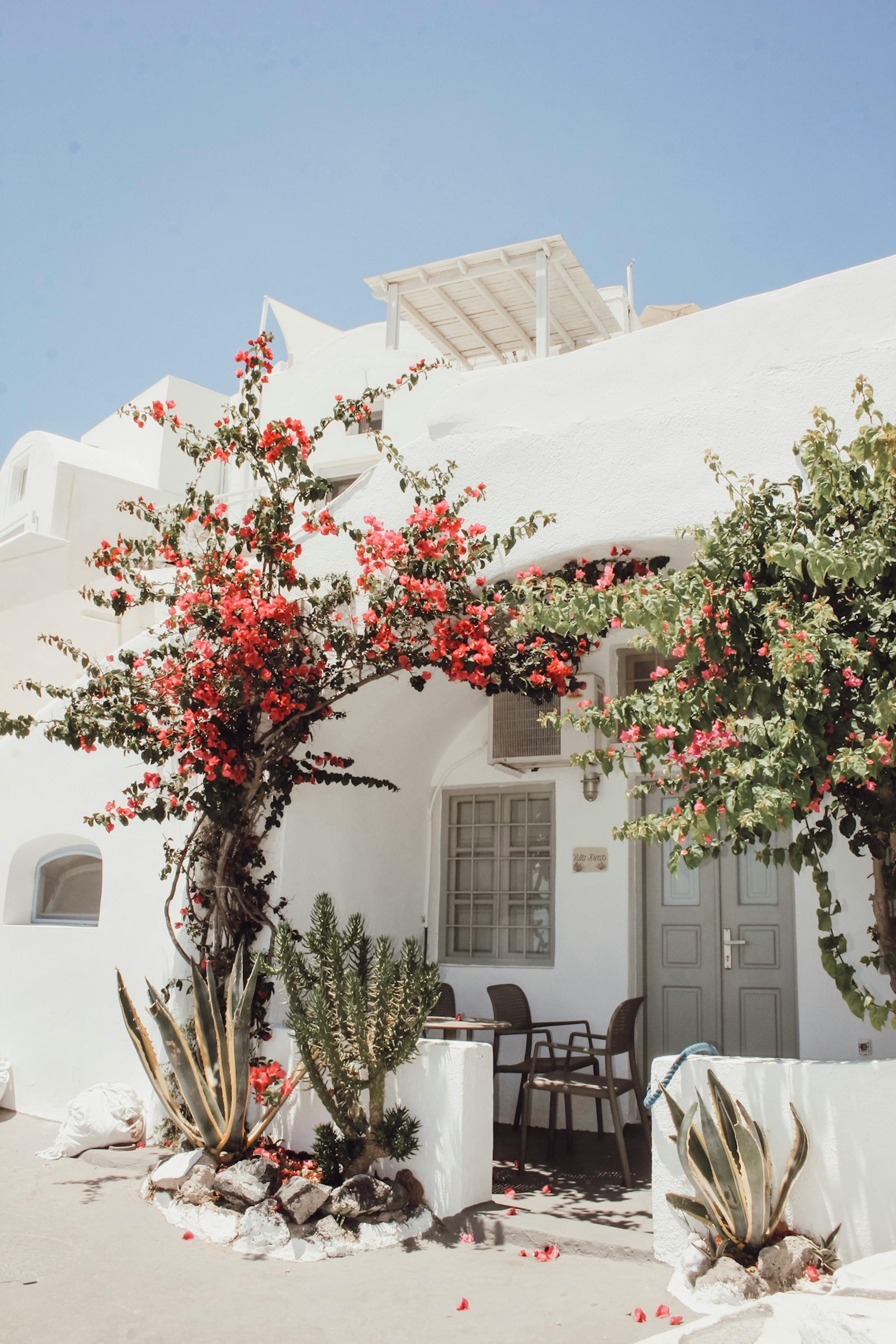 Veranda Surrounded by Green Cactus and Pink Bougainvillea · Free Stock ...