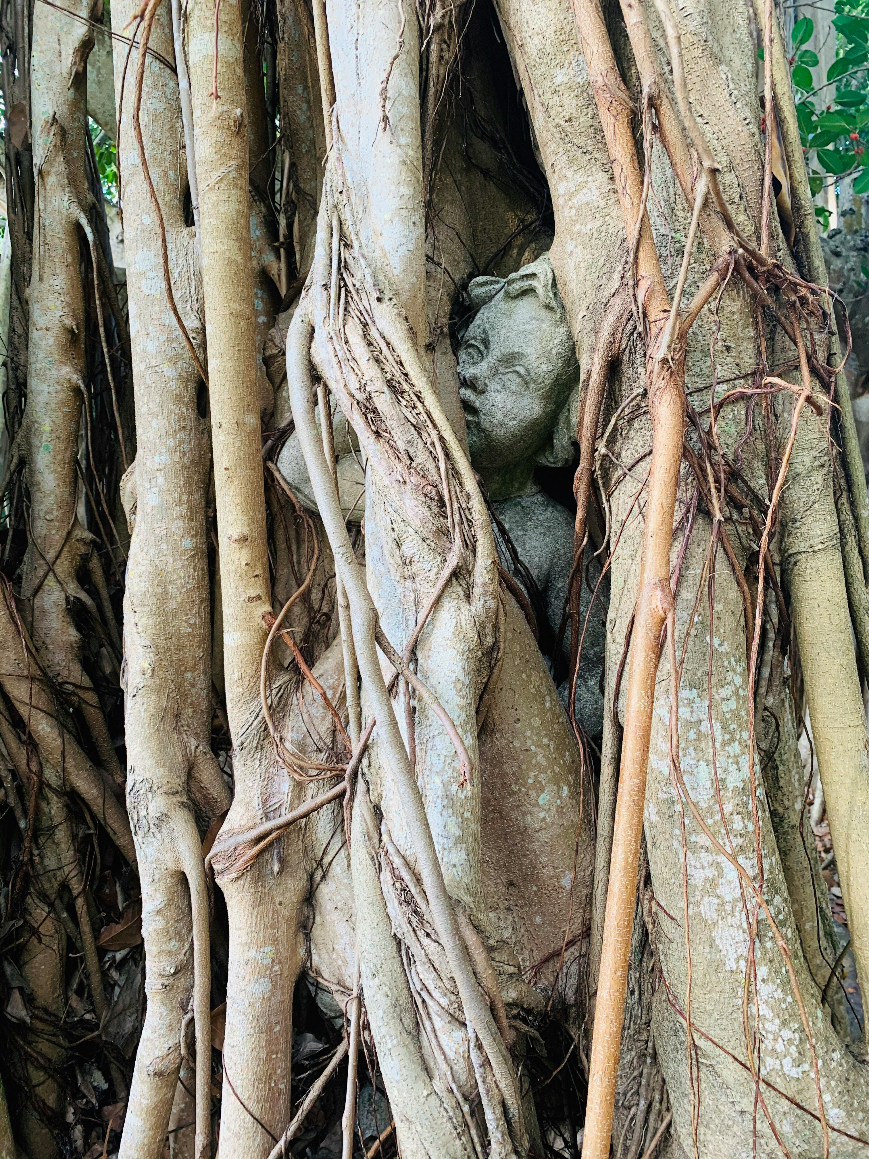 Tree Roots Unusual Photos, Download The BEST Free Tree Roots Unusual ...