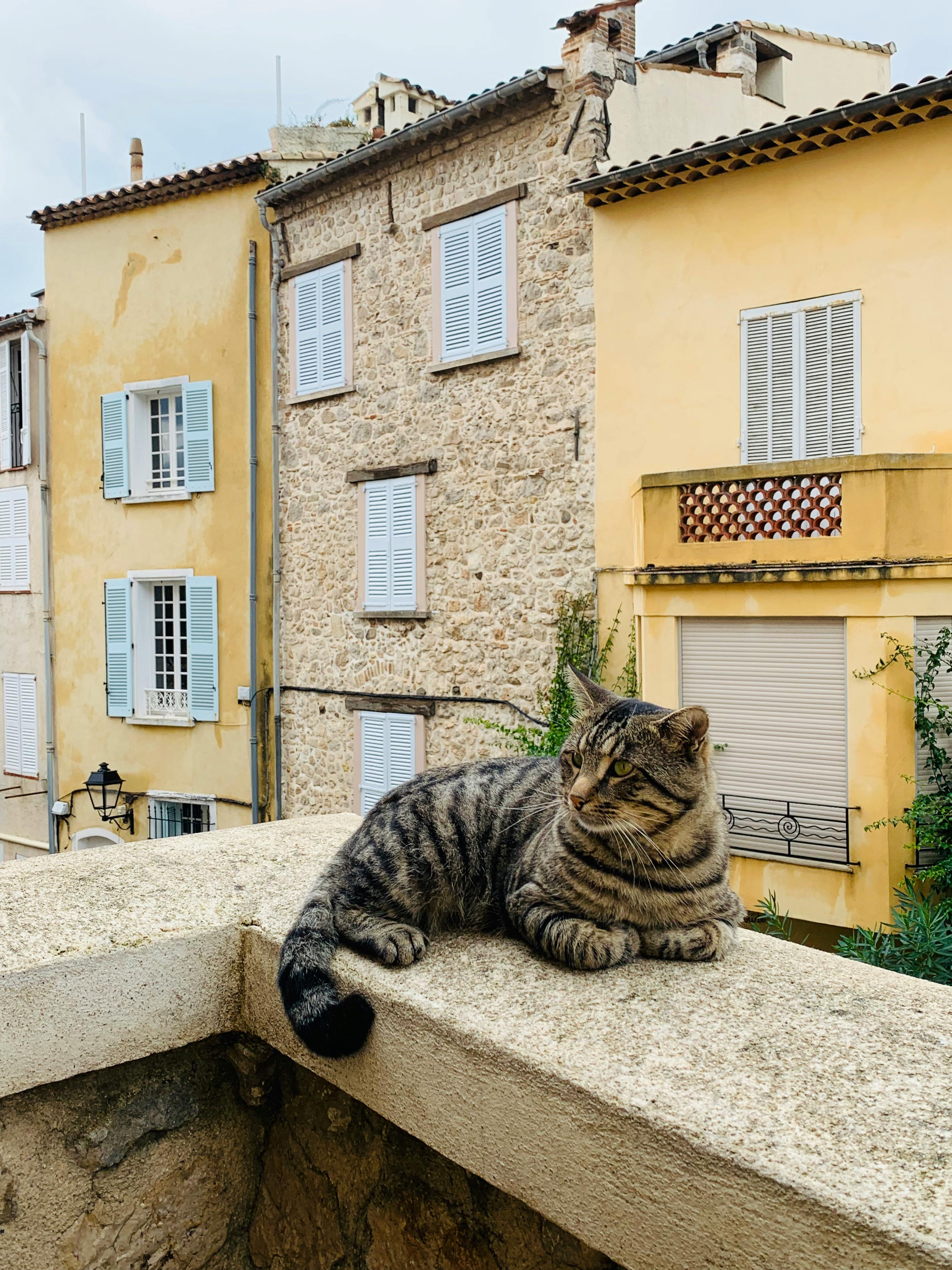 Old Cat Photos, Download The BEST Free Old Cat Stock Photos & HD Images