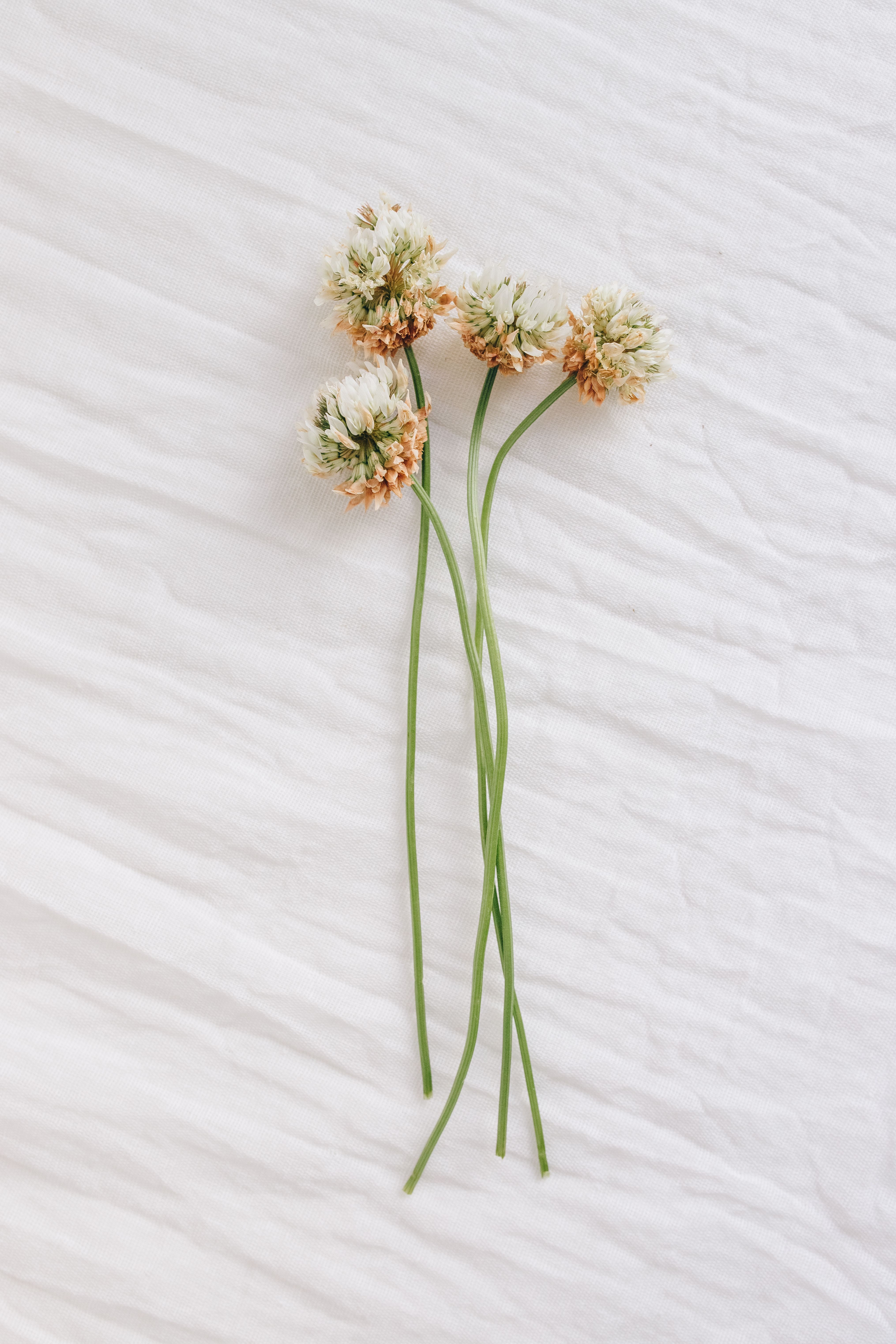 White Flowers on White Background · Free Stock Photo
