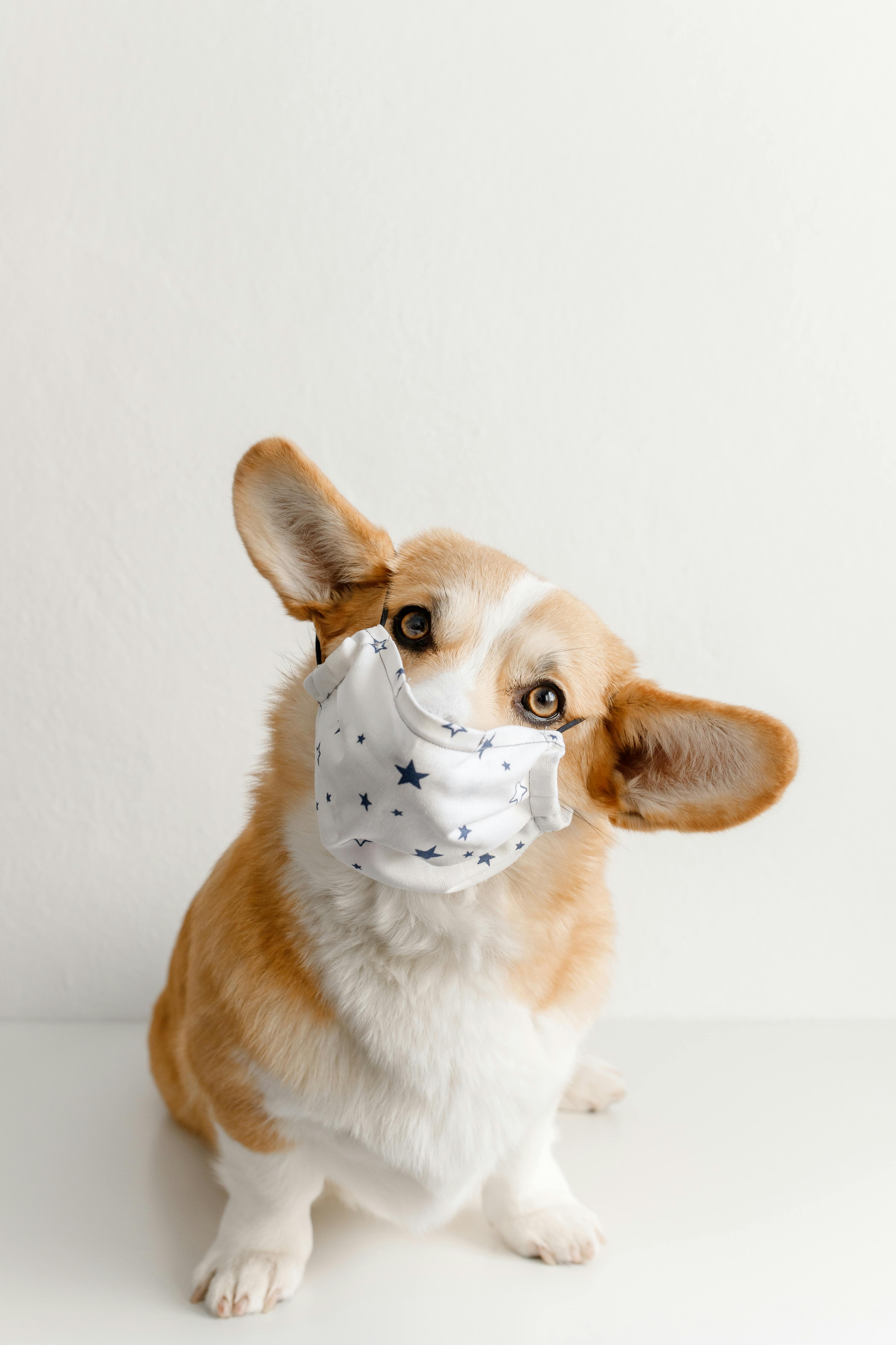 A Dog wearing Face Mask · Free Stock Photo
