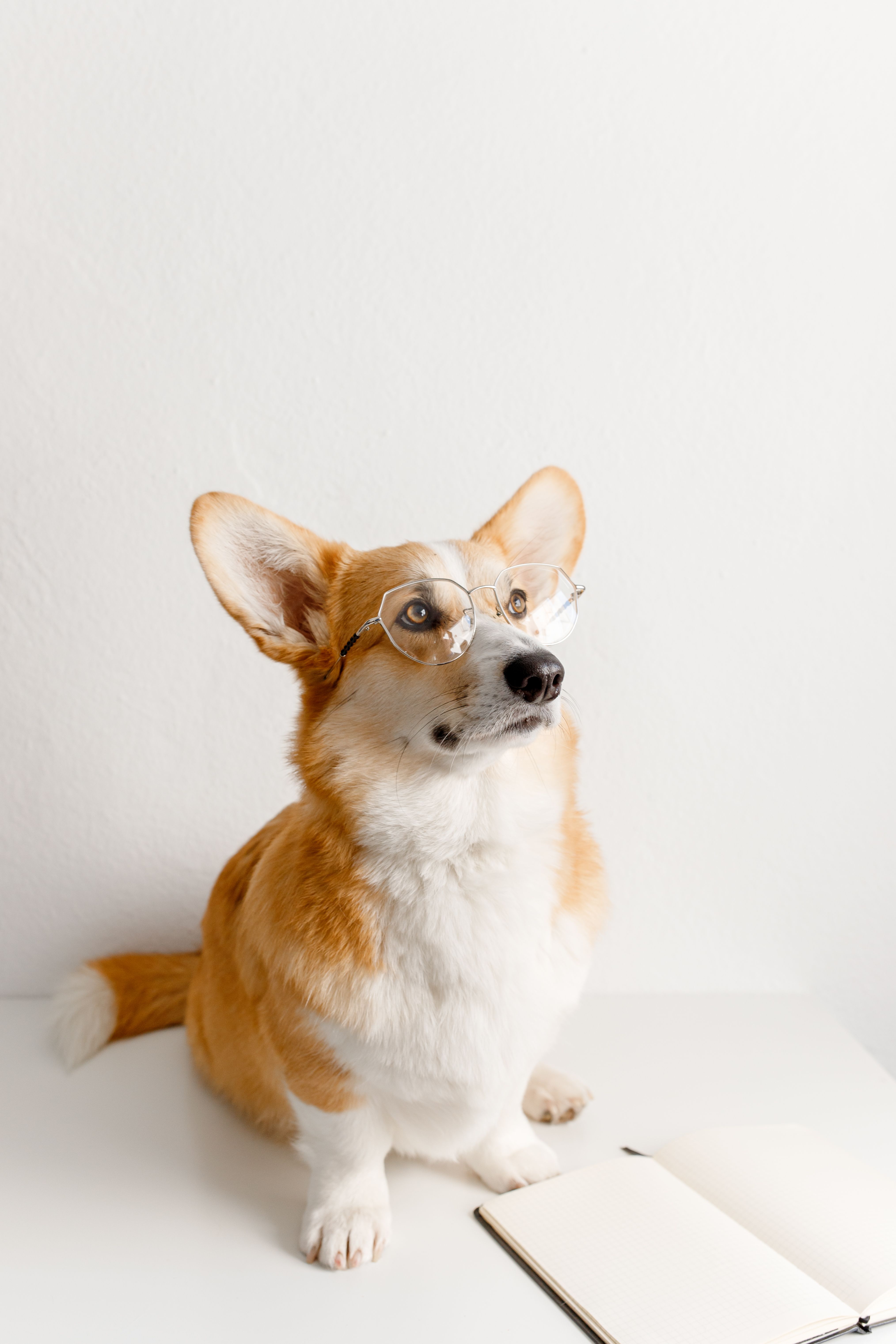 A Dog wearing Eyeglasses · Free Stock Photo