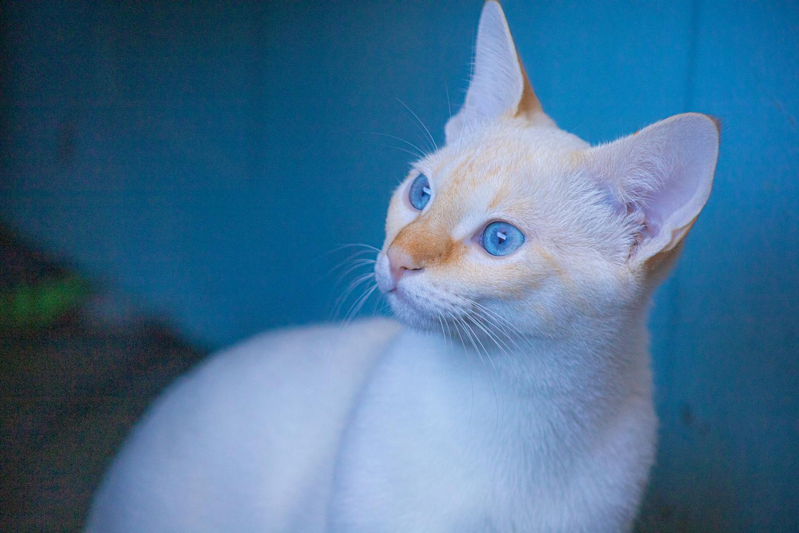 Traditional Applehead Siamese Cats: Complete Guide