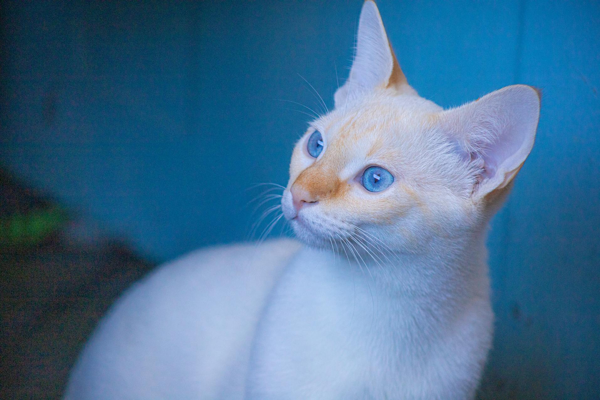 Traditional Applehead Siamese Cats: Complete Guide