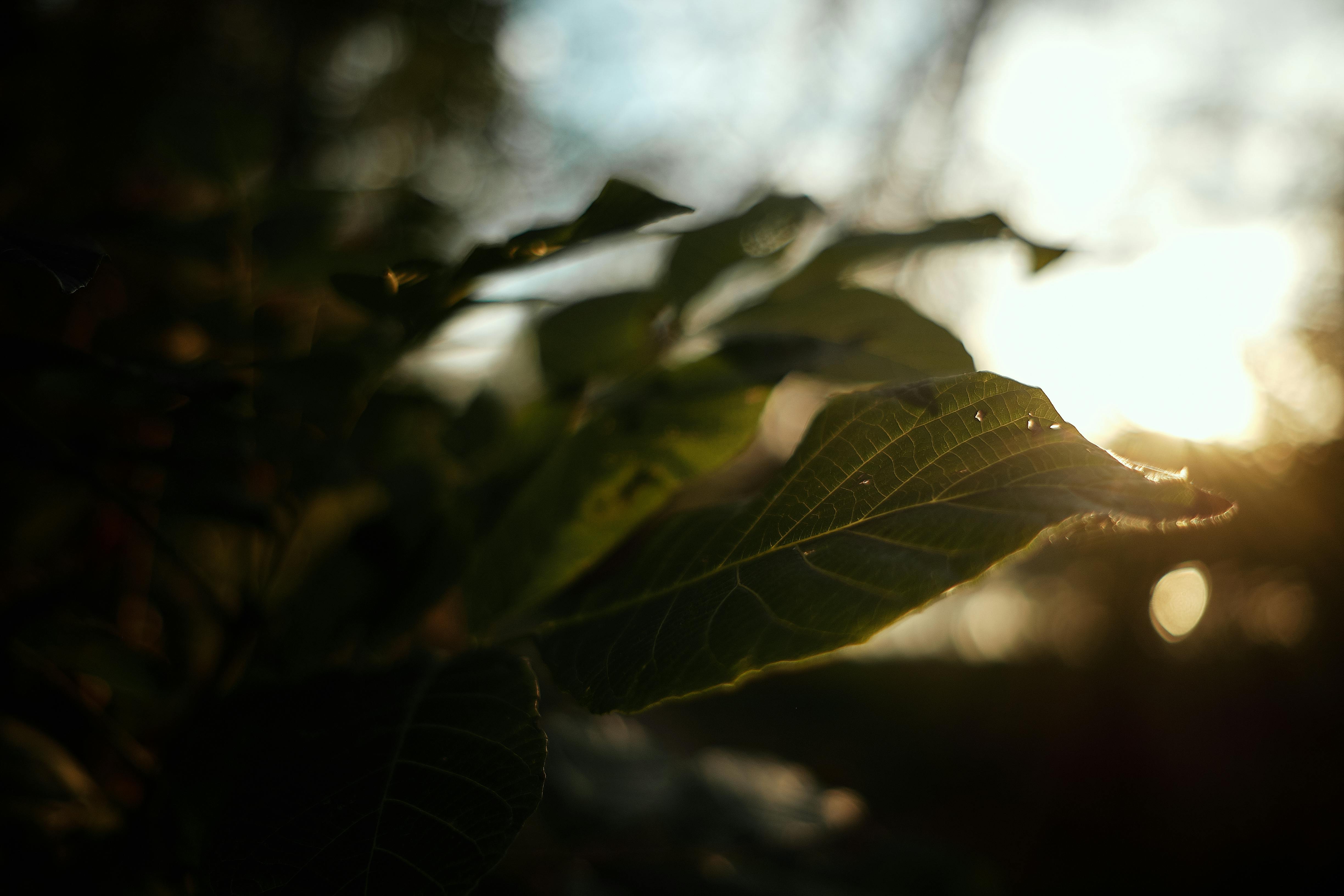 Sunshine Through Green Leafed Tree · Free Stock Photo