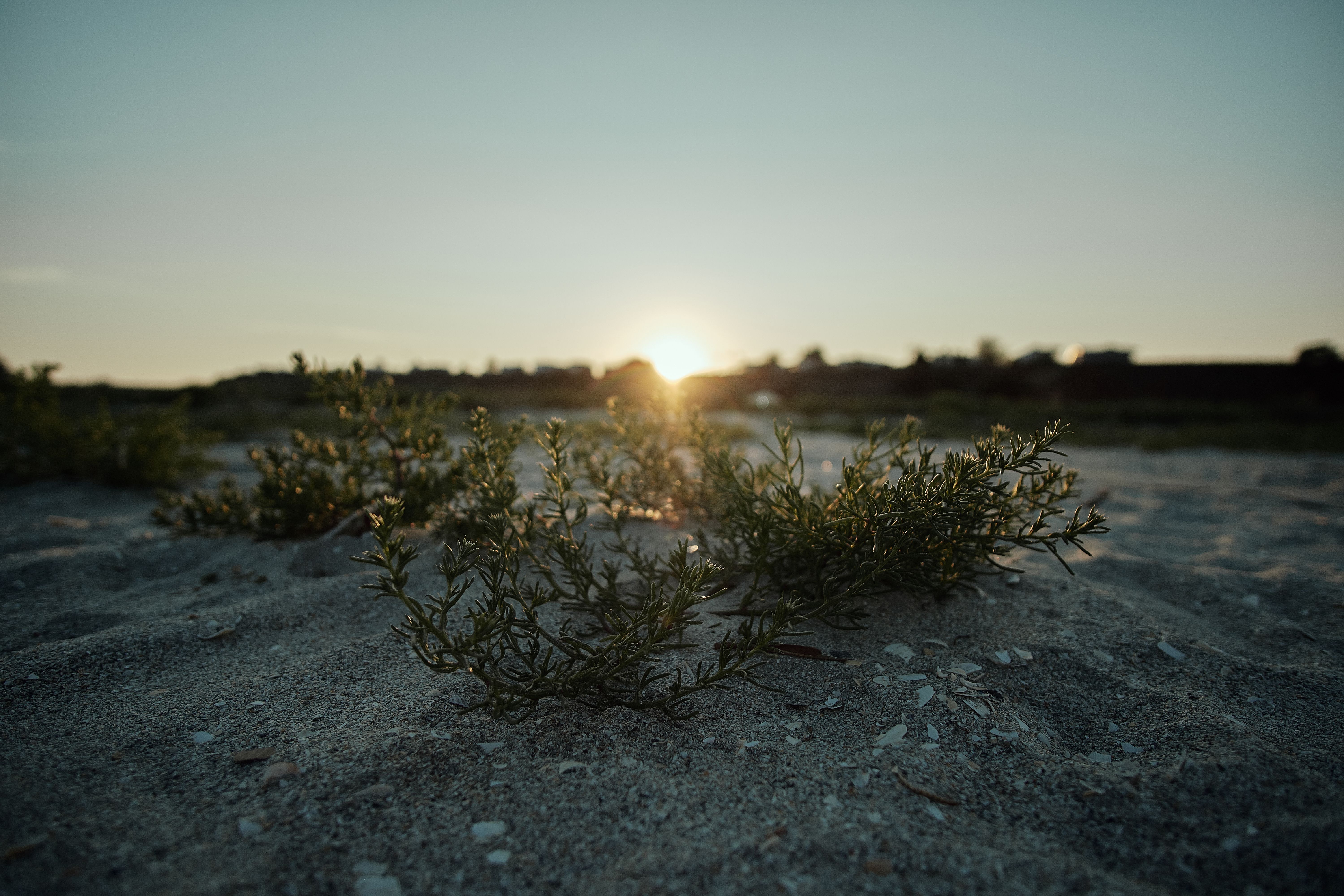 Small bushes of evergreen plant in empty meadow · Free Stock Photo