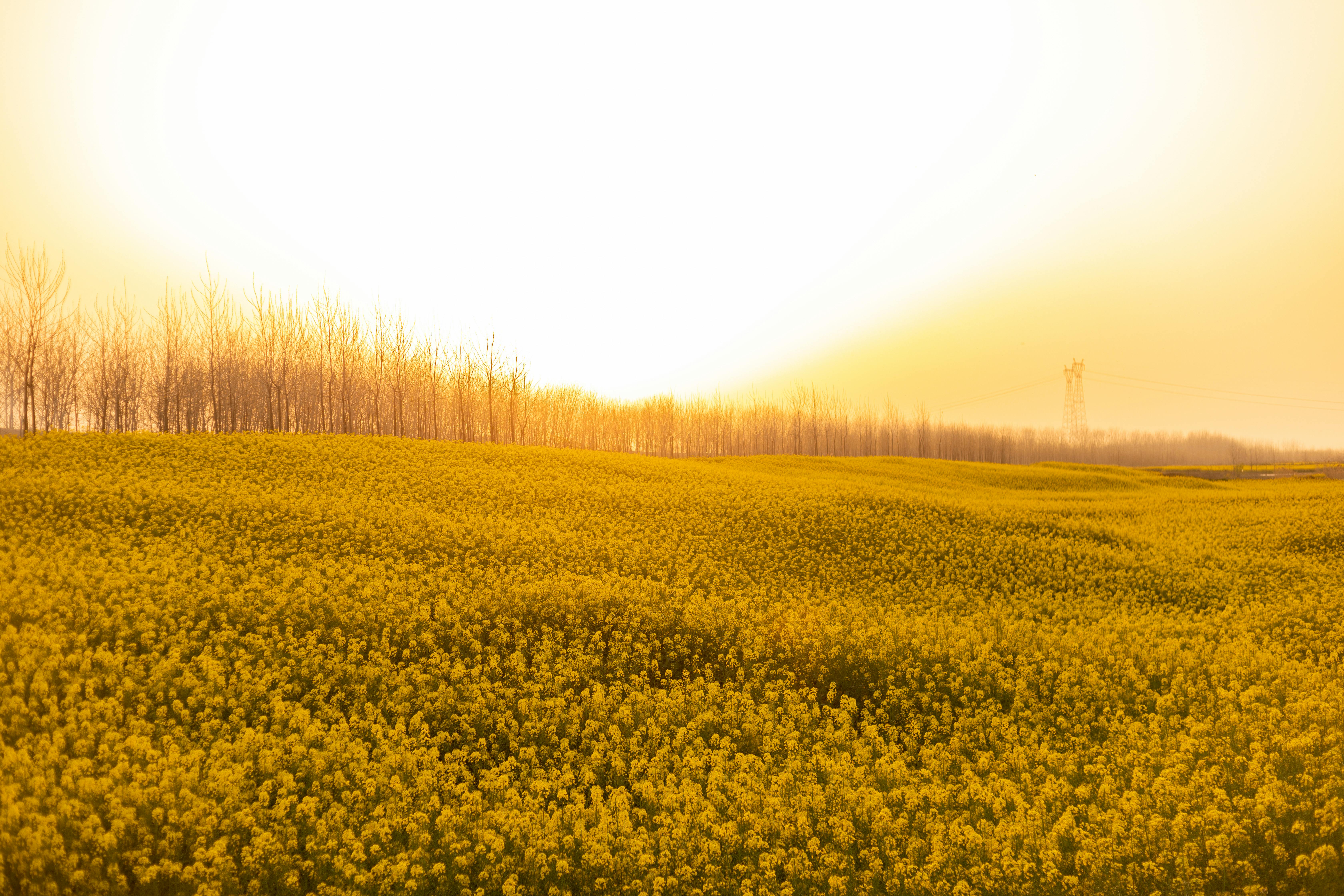 Yellow Flower Field during Sunset · Free Stock Photo