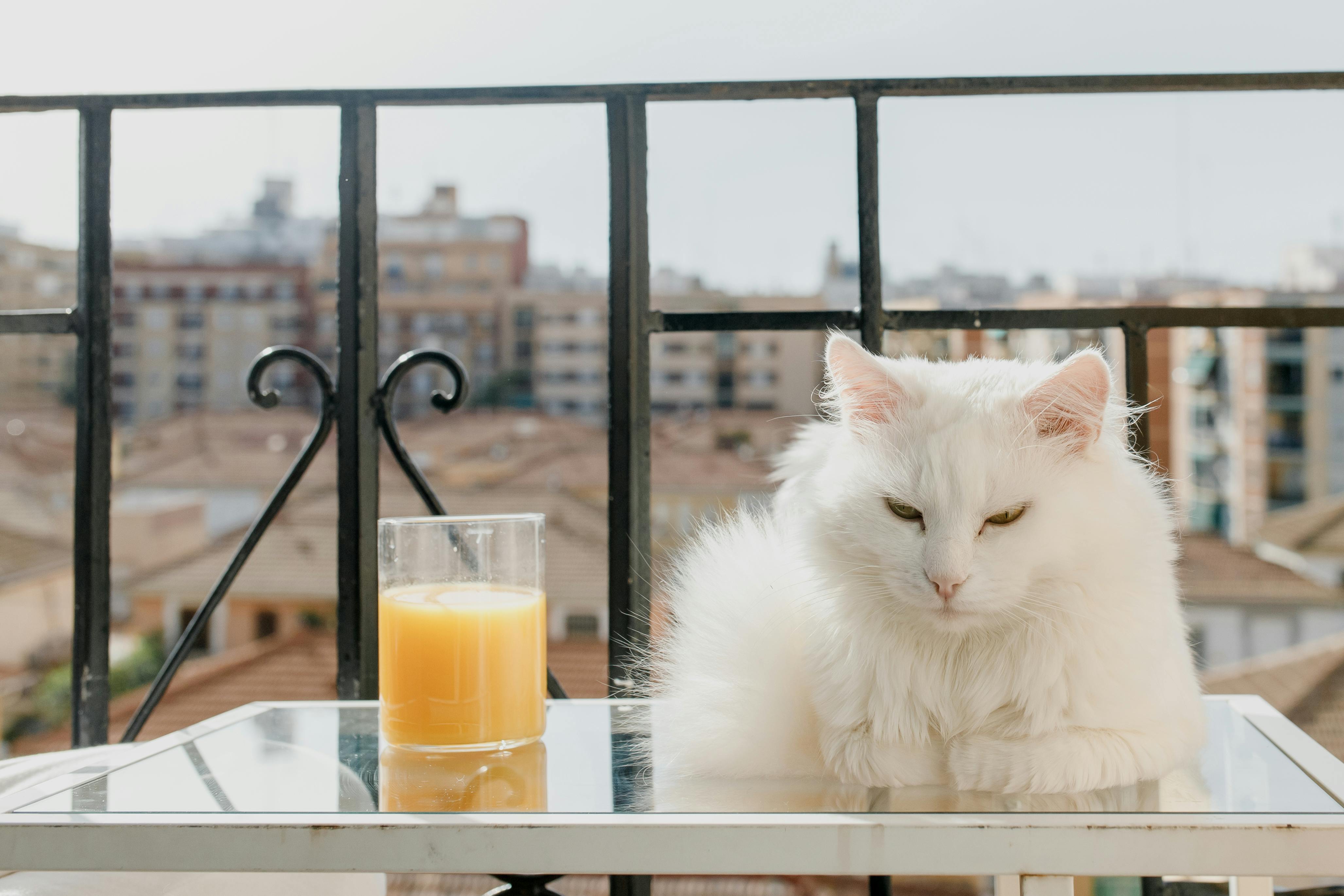 A White Cat on the Glass Table · Free Stock Photo