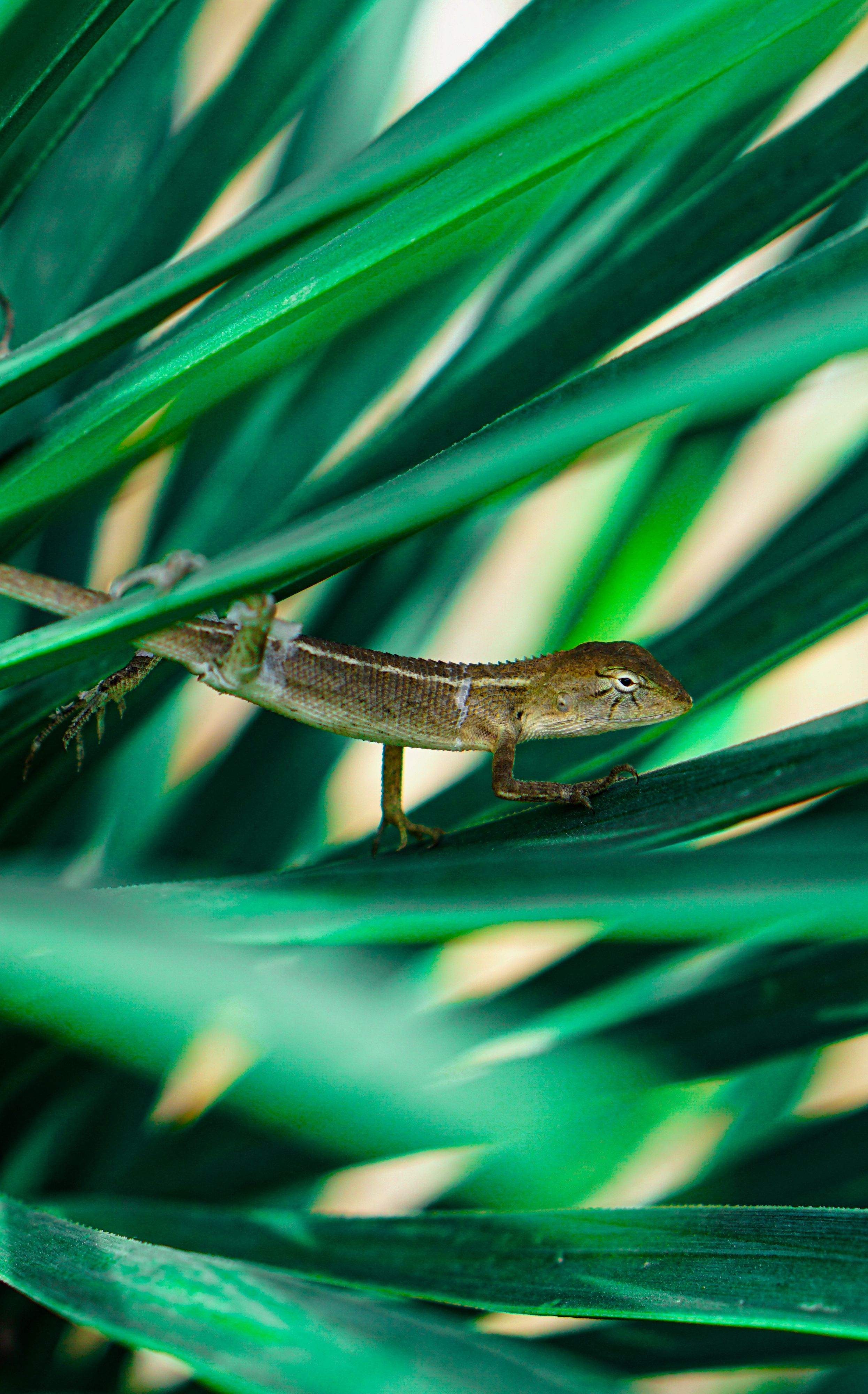 Anole Lizard Photos, Download The BEST Free Anole Lizard Stock Photos ...