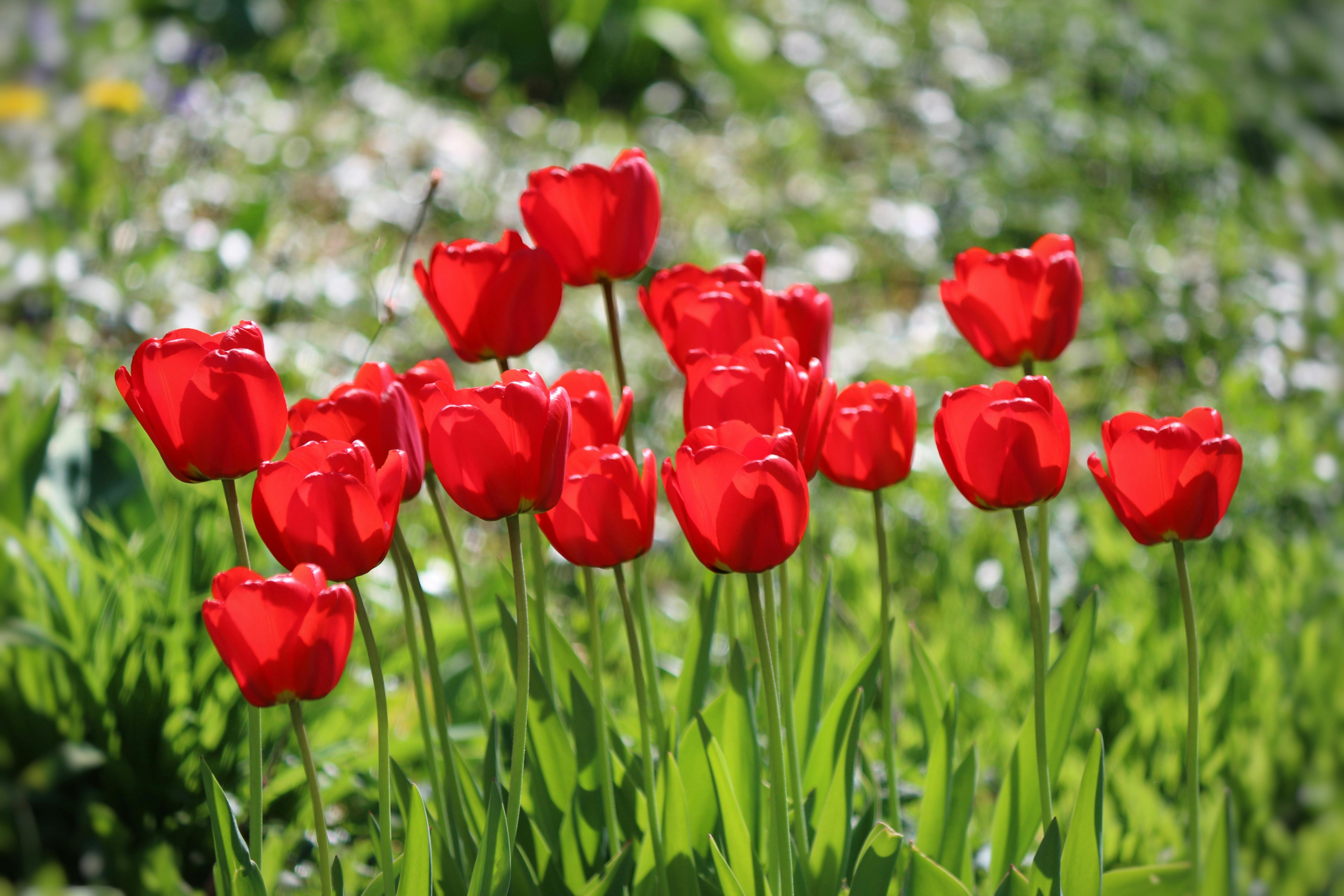 A Close-Up Shot of Red Tulips · Free Stock Photo