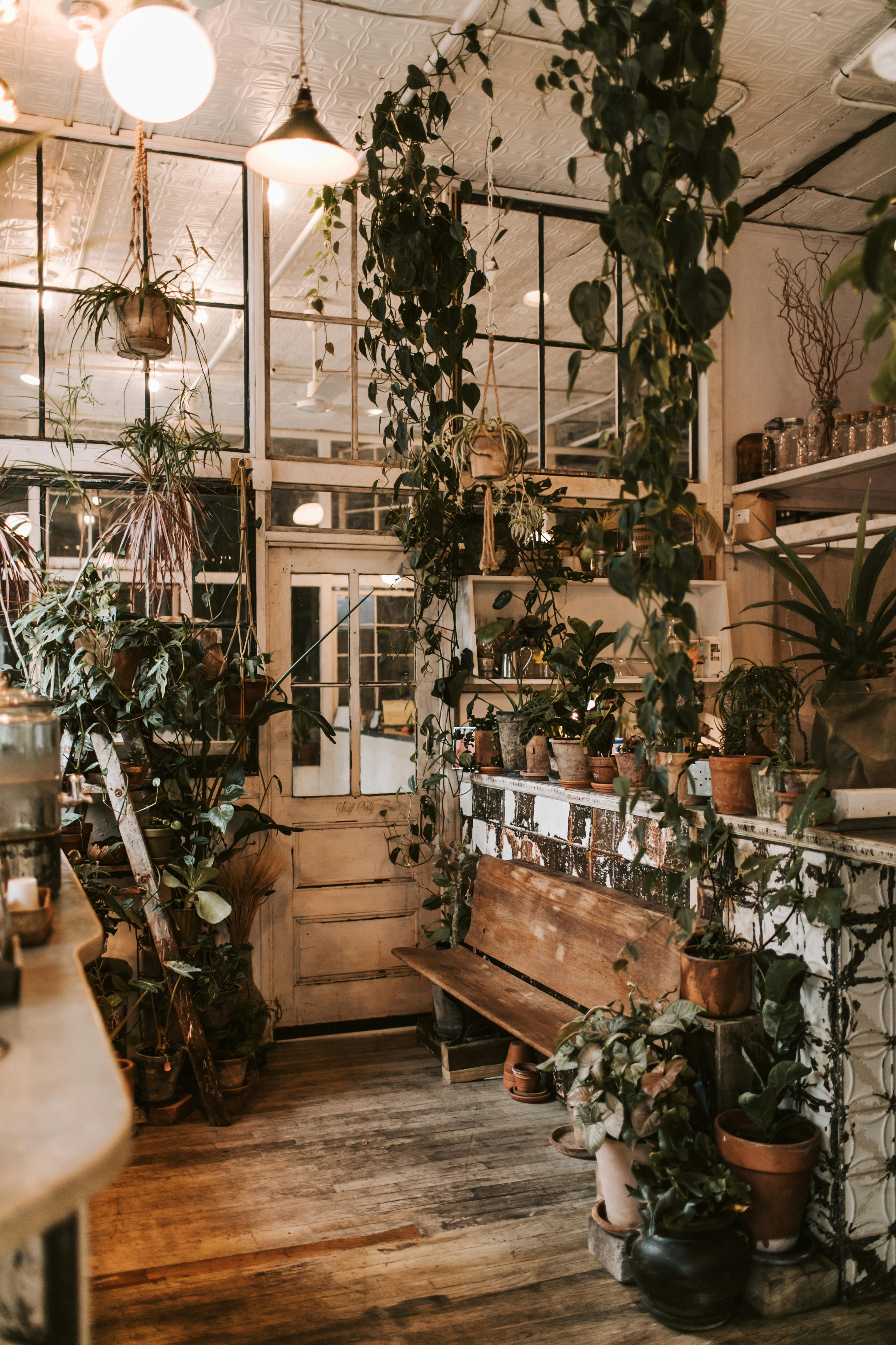 Interior of a Plant Store · Free Stock Photo