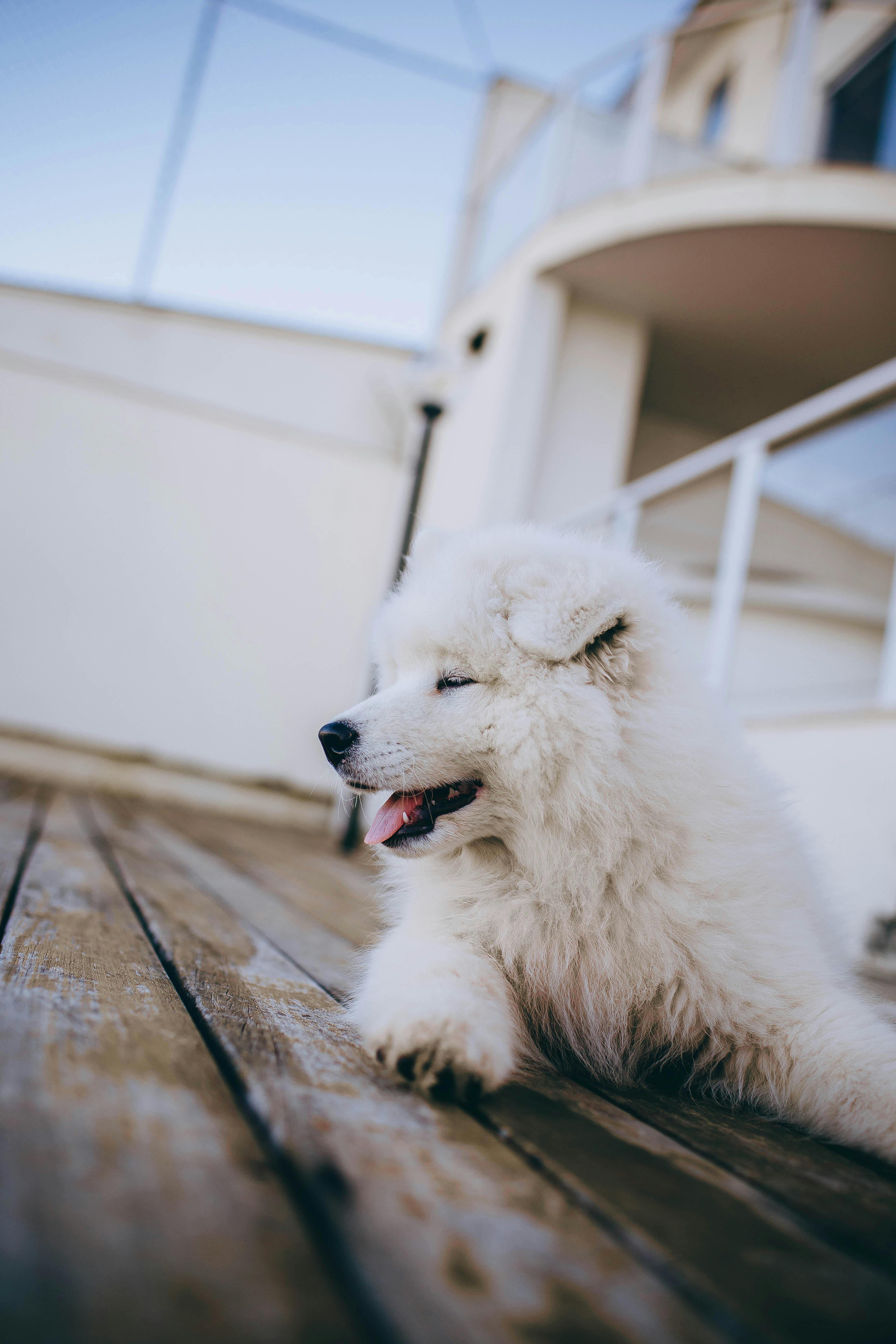 Polar Dog Photos, Download The BEST Free Polar Dog Stock Photos & HD Images